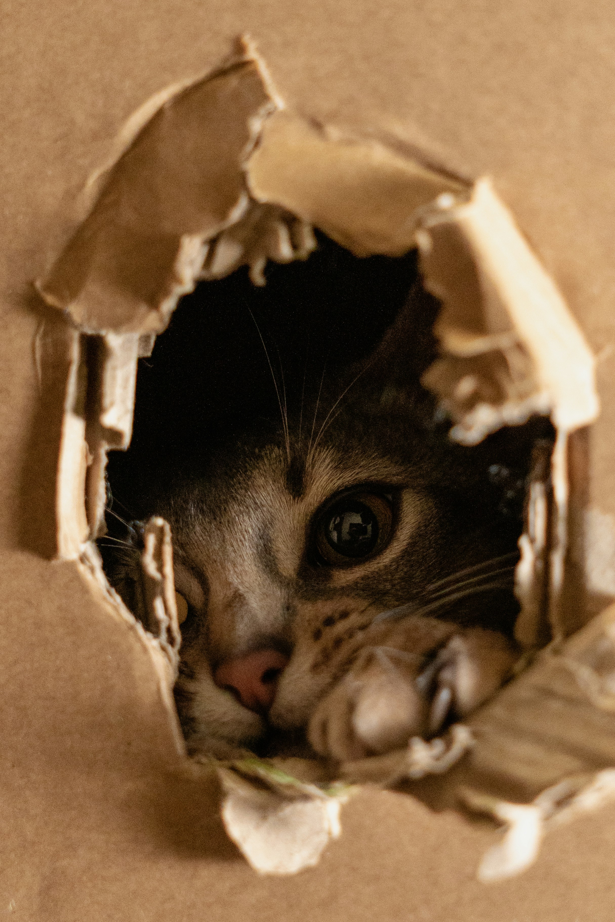 Peek of Paws: Curious Eyes Through Cardboard Siege