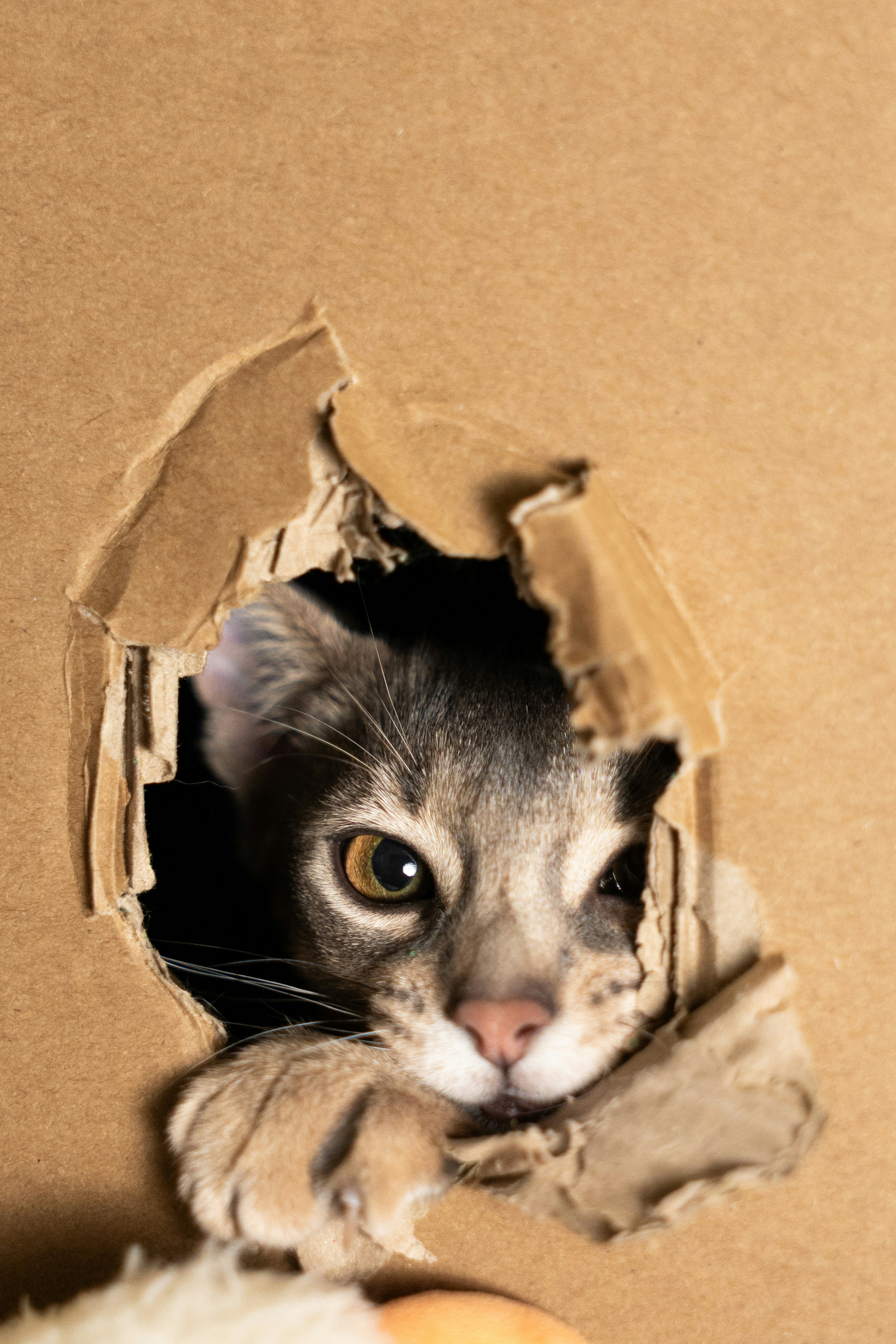 Curious Peek: Cat in a Cardboard Portrait
