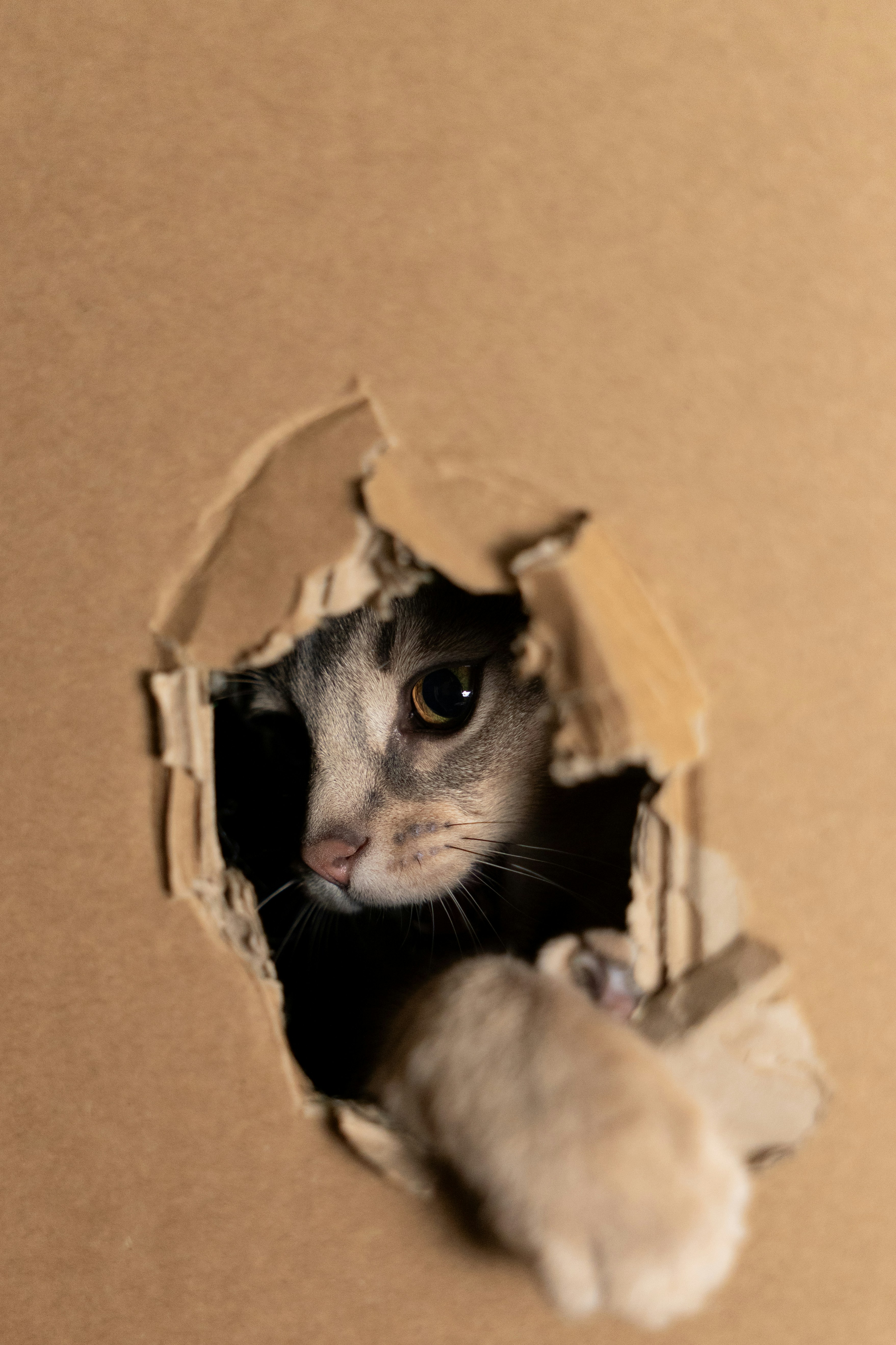 Peek Through the Cardboard: A Curious Cat Emerges