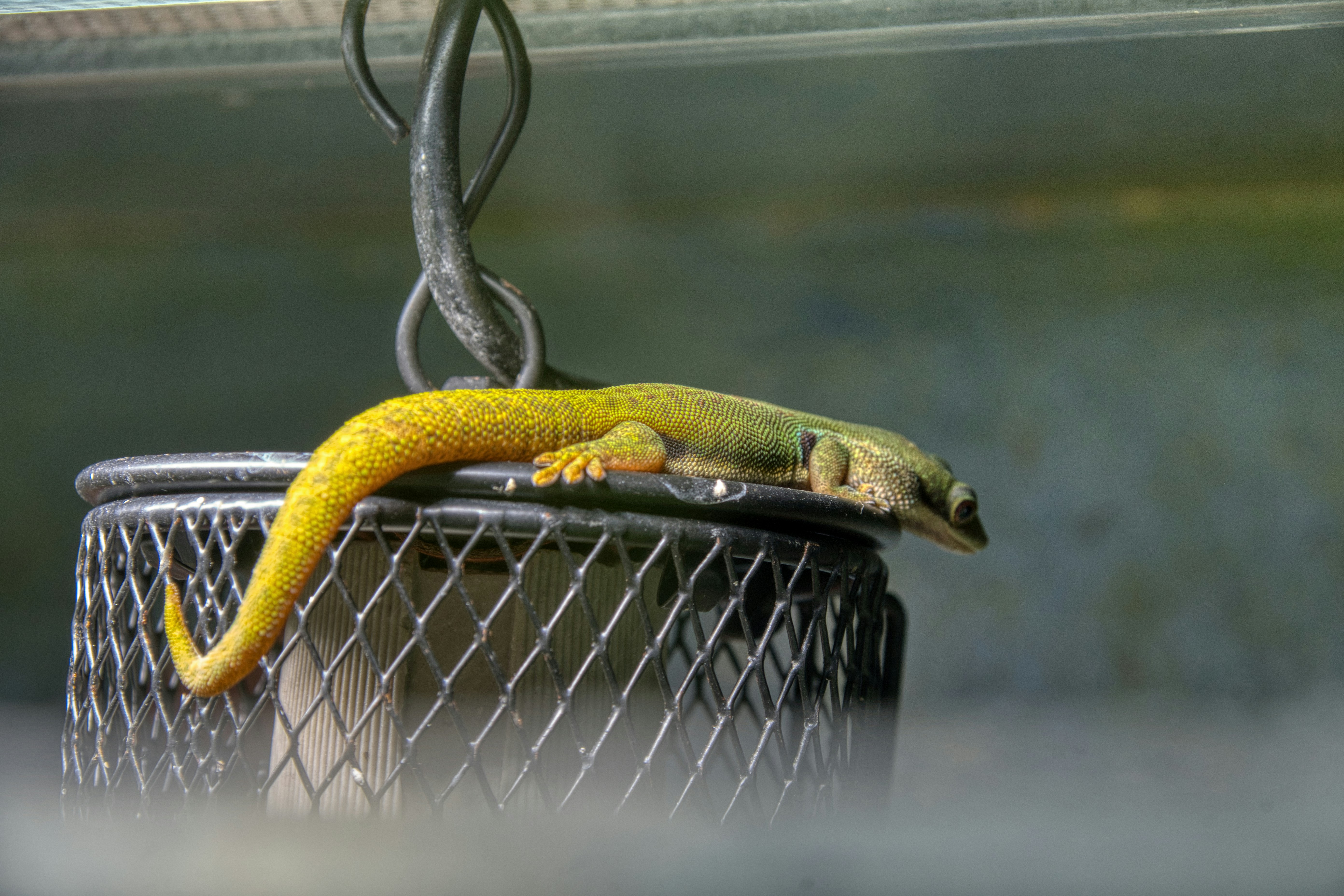 Yellow-tailed Gecko Resting on a Metal Cage: Subtle Anatomy in Soft Light