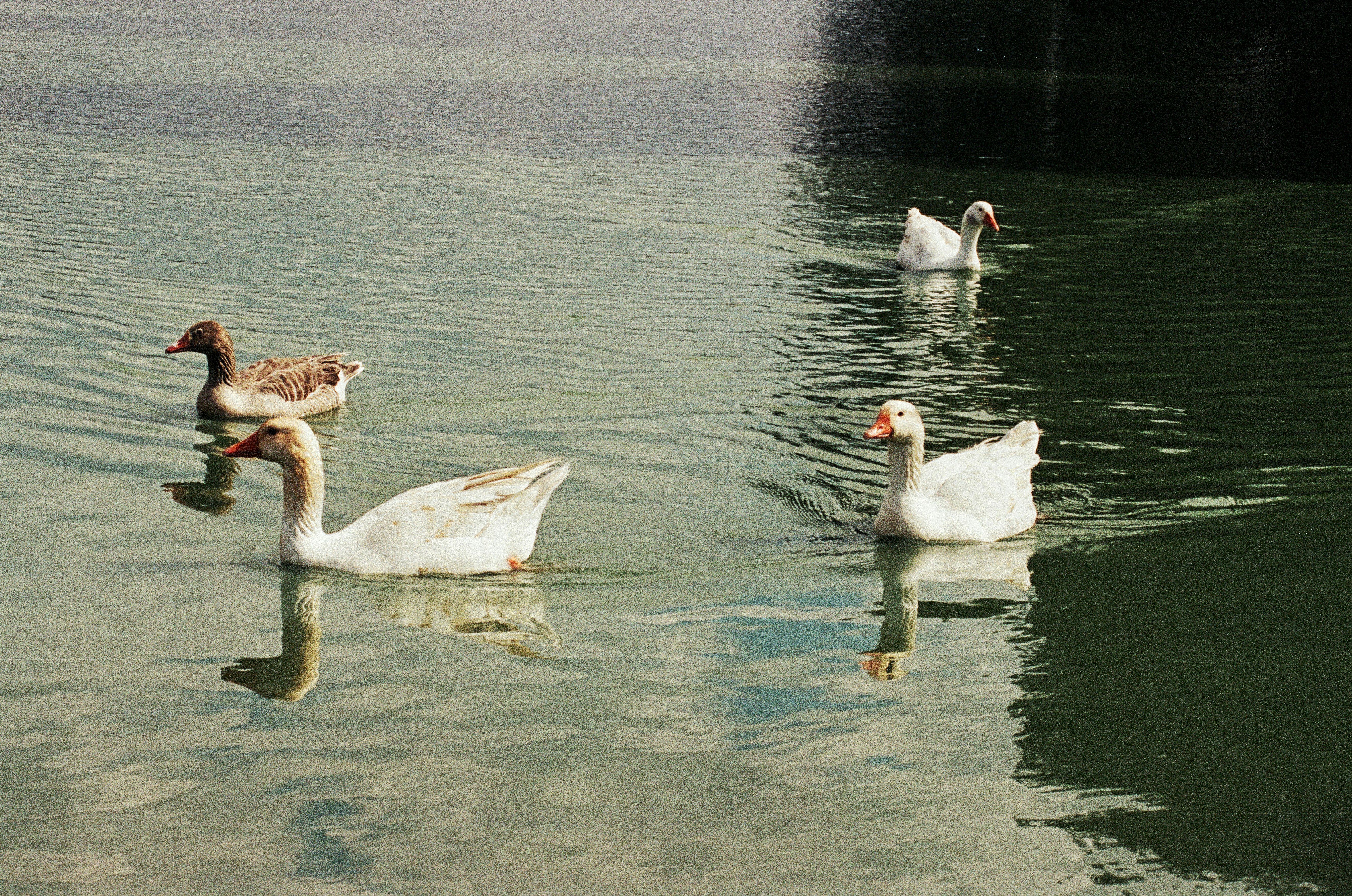Grazing Light: White Geese on a Quiet Lake