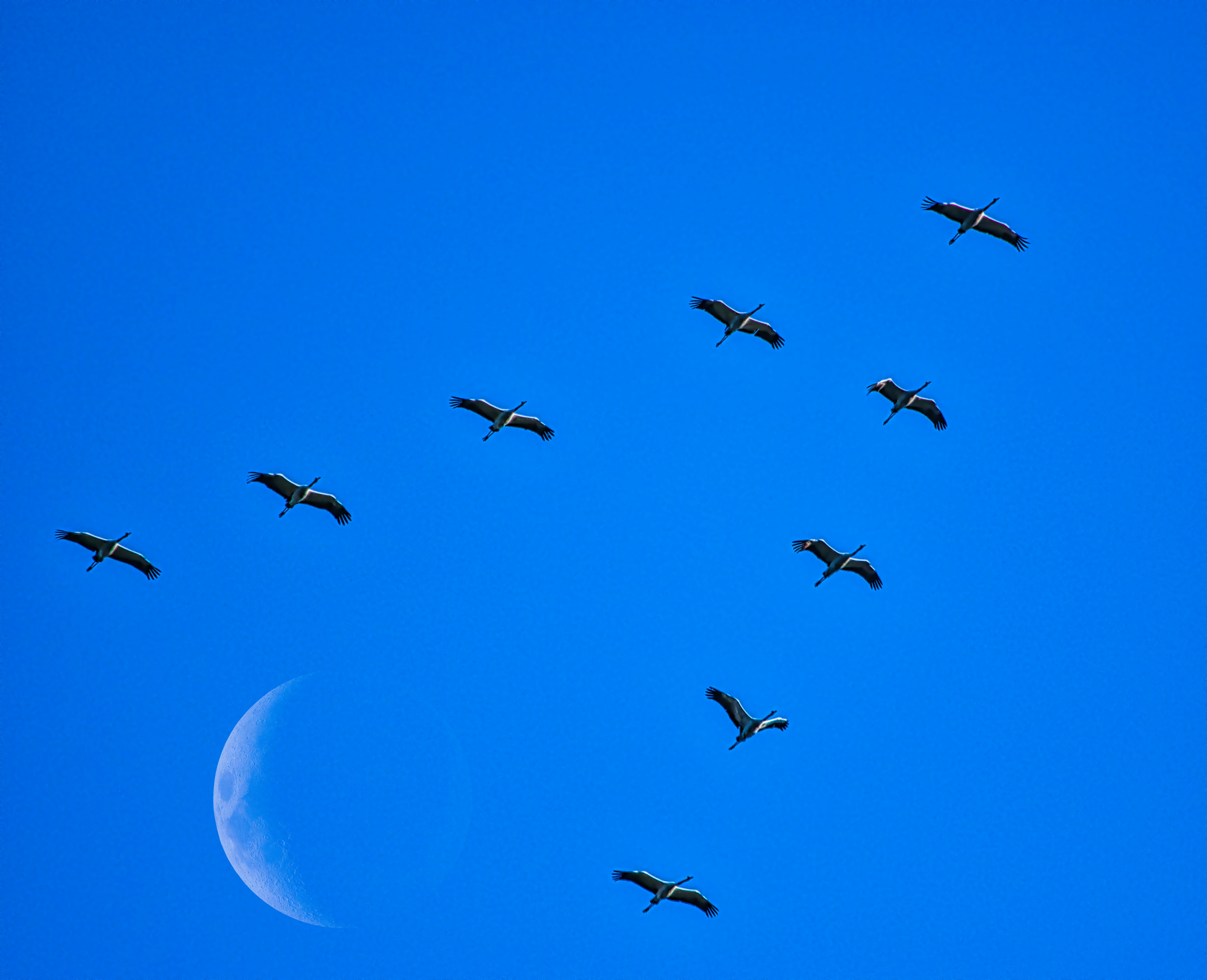 V‑Formation Over a Crescent Moon