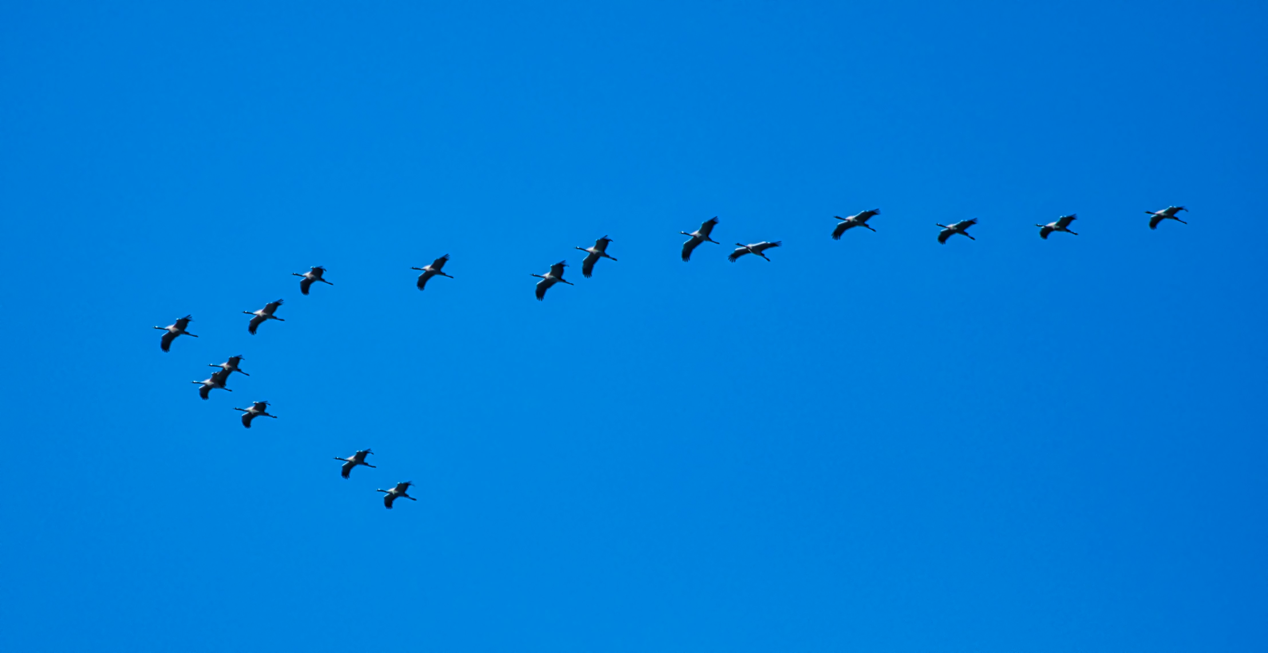 V-formation Soaring: A Clear Sky Migrates