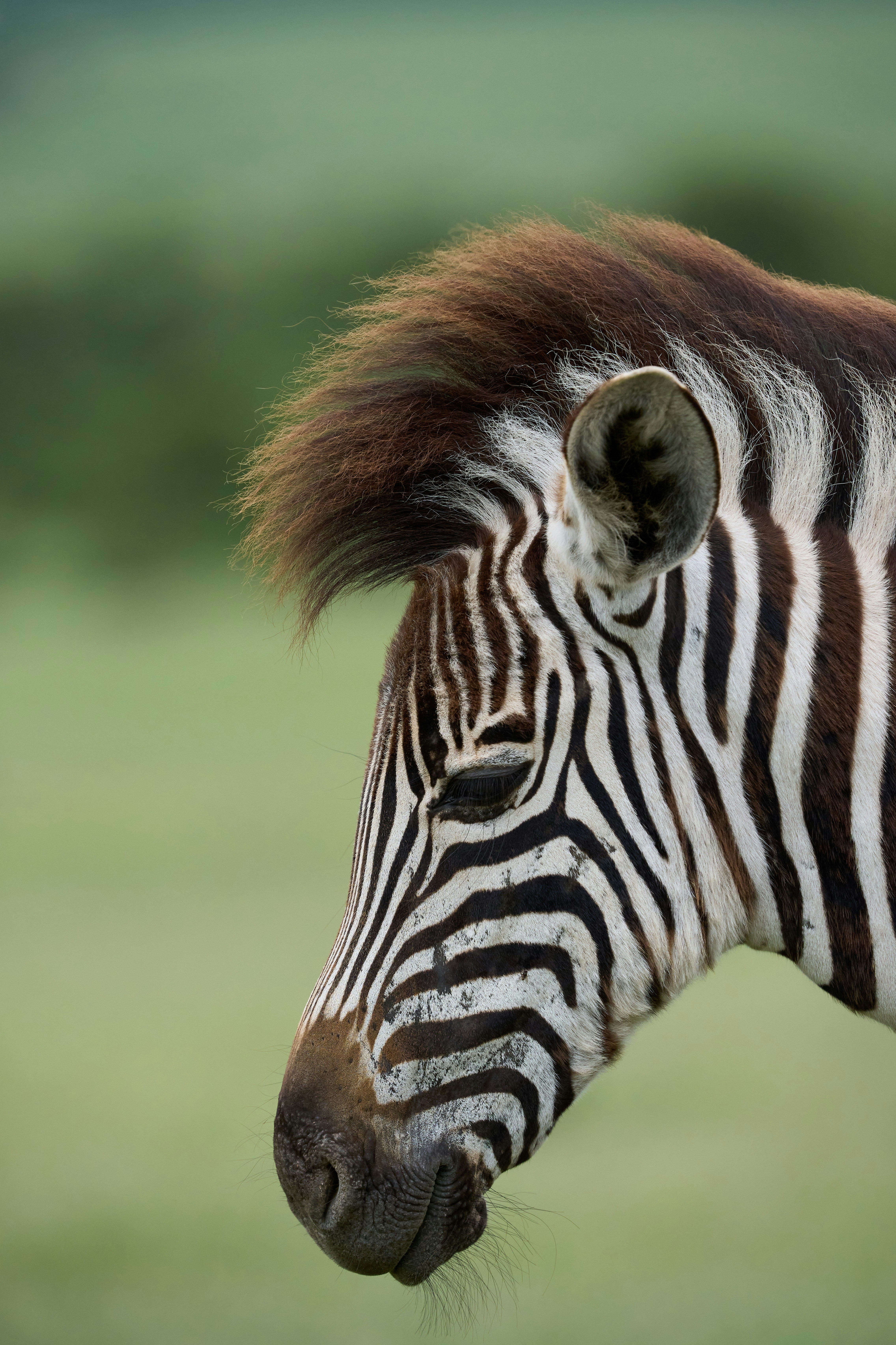 Zebra Profile: Stripes, Mane, and Quiet Dusk of the Plains