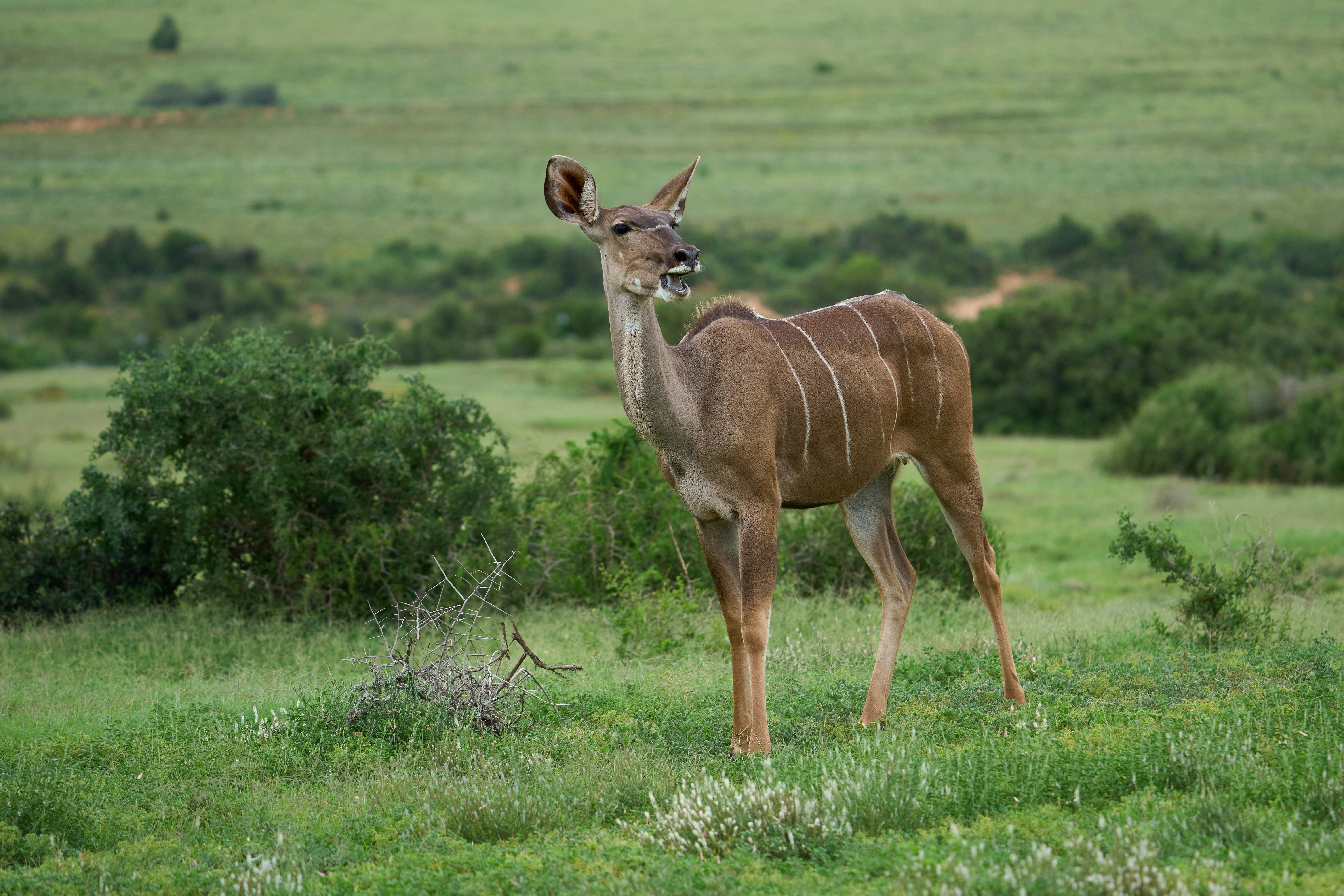 Graceful Pronghorn in Prairie Green