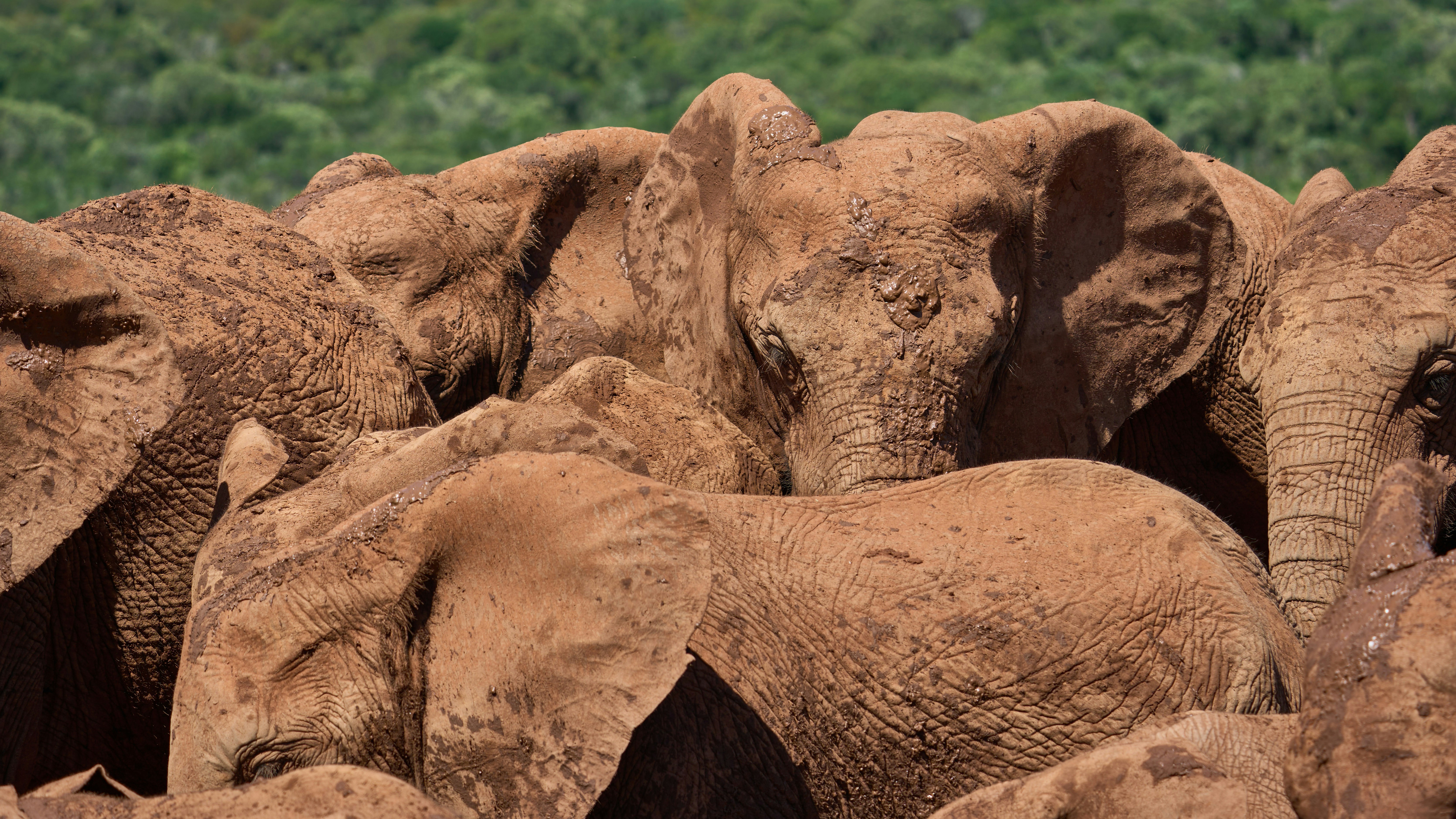 Herd of Red Earth: A Dense Crowd of Elephants
