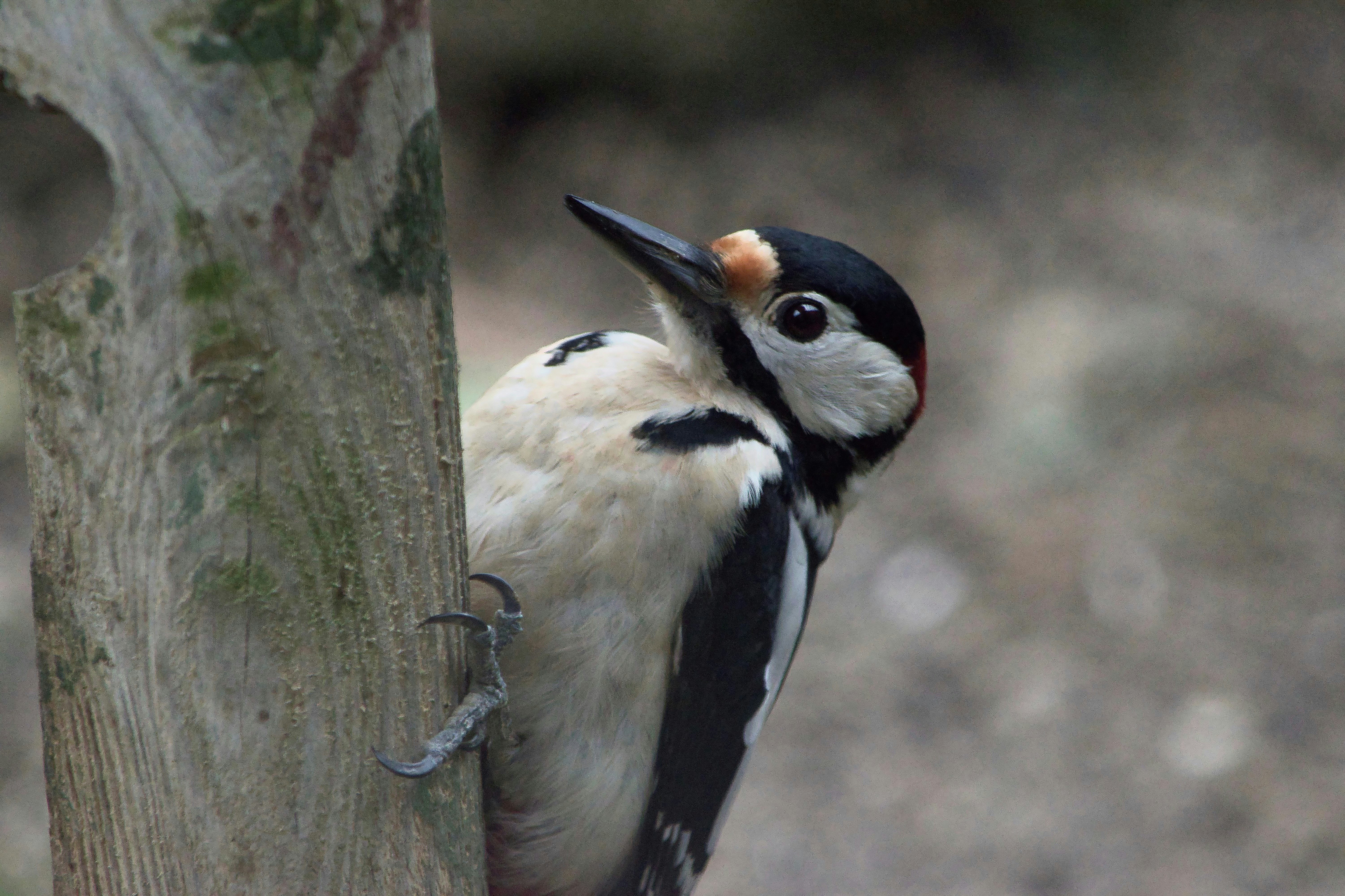 Woodpecker at the Tree Trunk: A Portrait in Contrast
