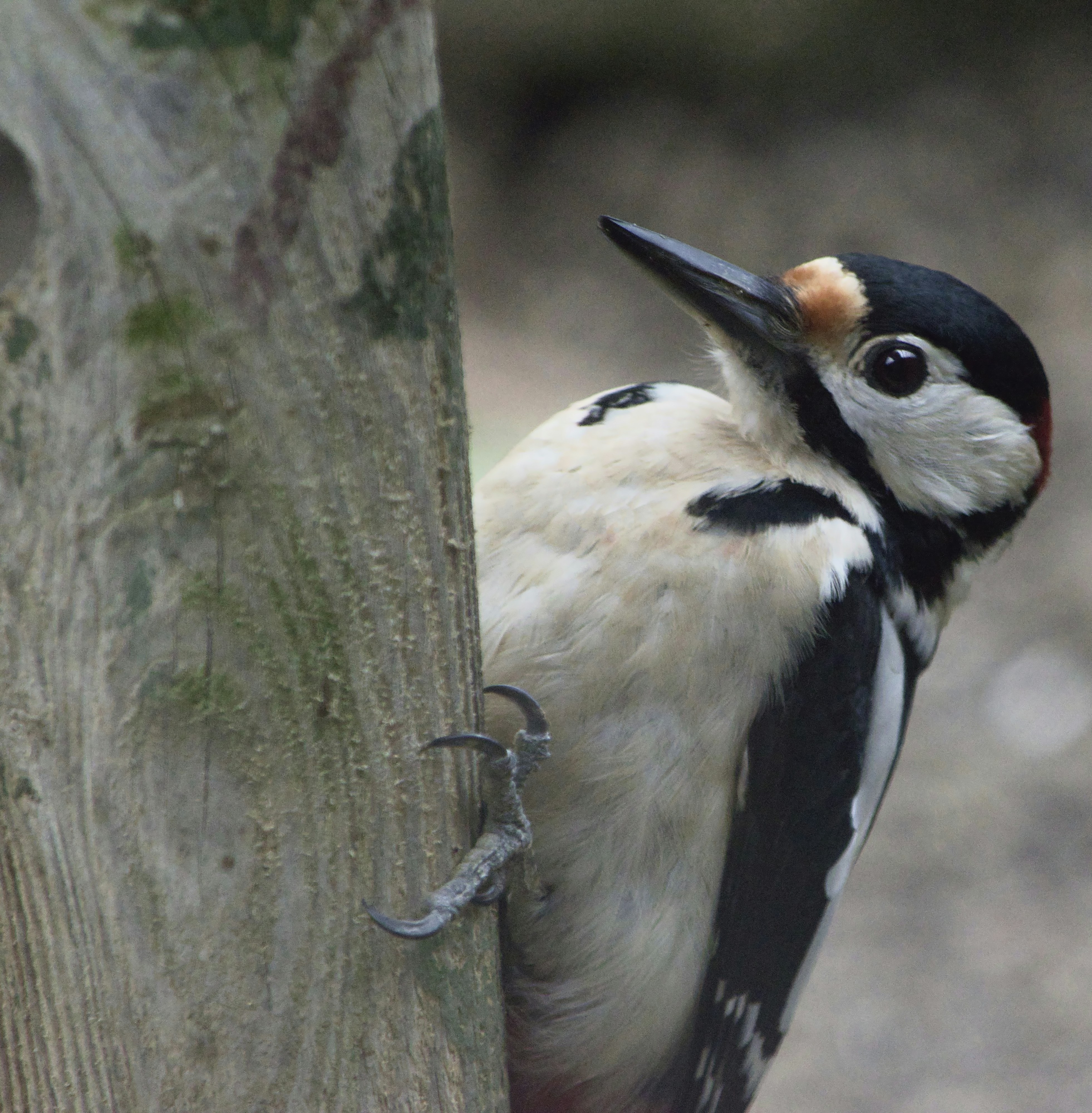 Peering Probe: A Great Spotted Woodpecker Perched at the Tree