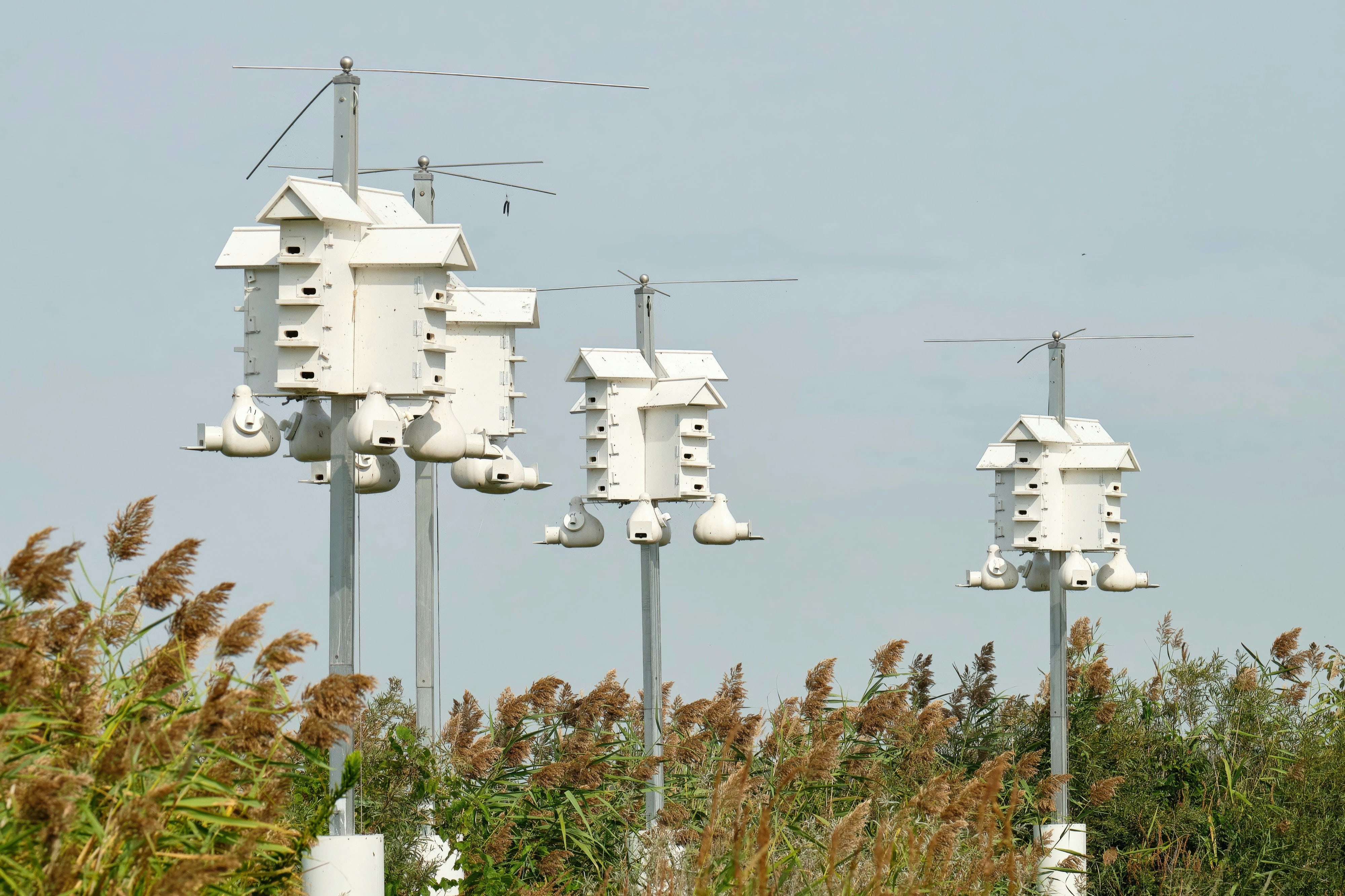 Line of White Birdhouses: A Quiet Row in Wind-Rustled Grass