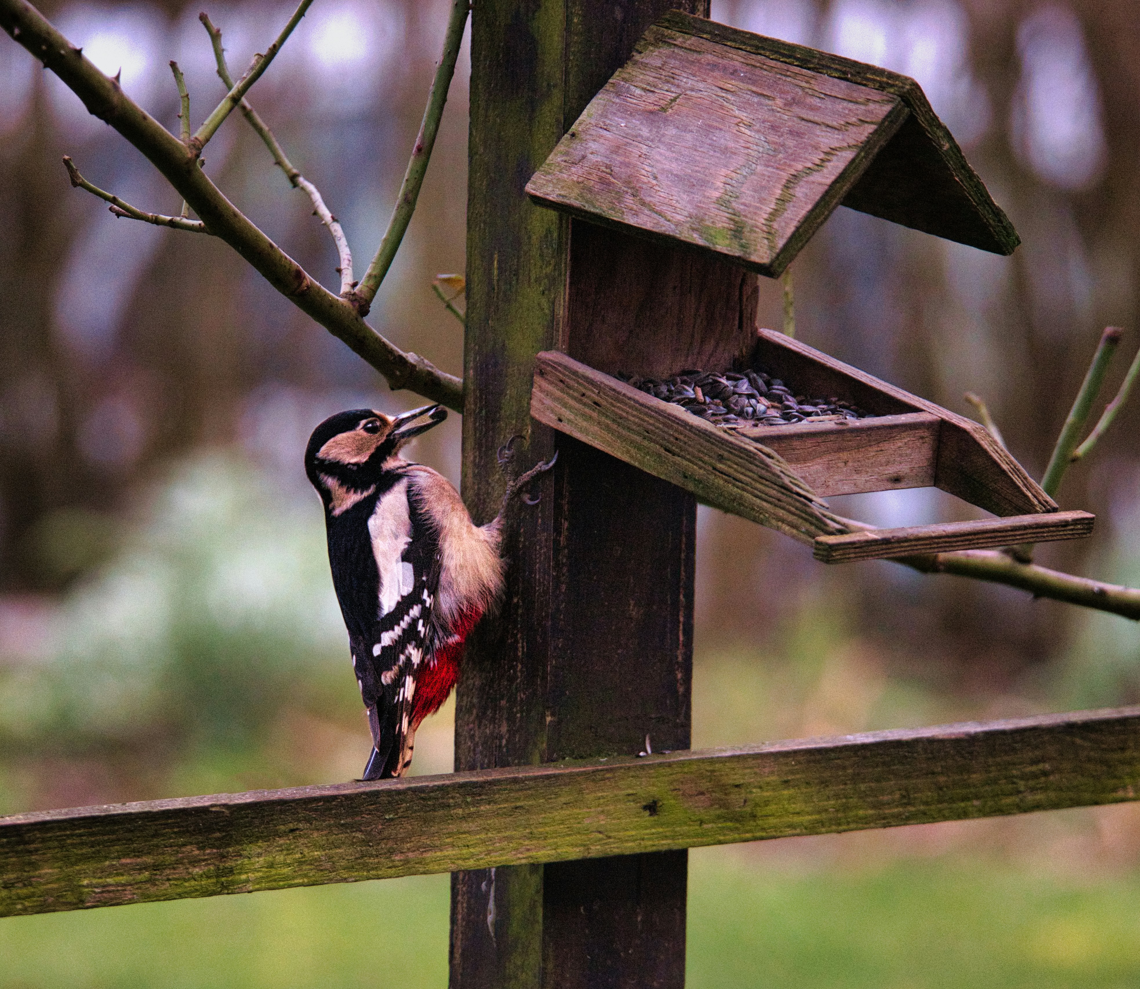 Woodpecker at a Quiet Feeder: A Crimson-Back Moment
