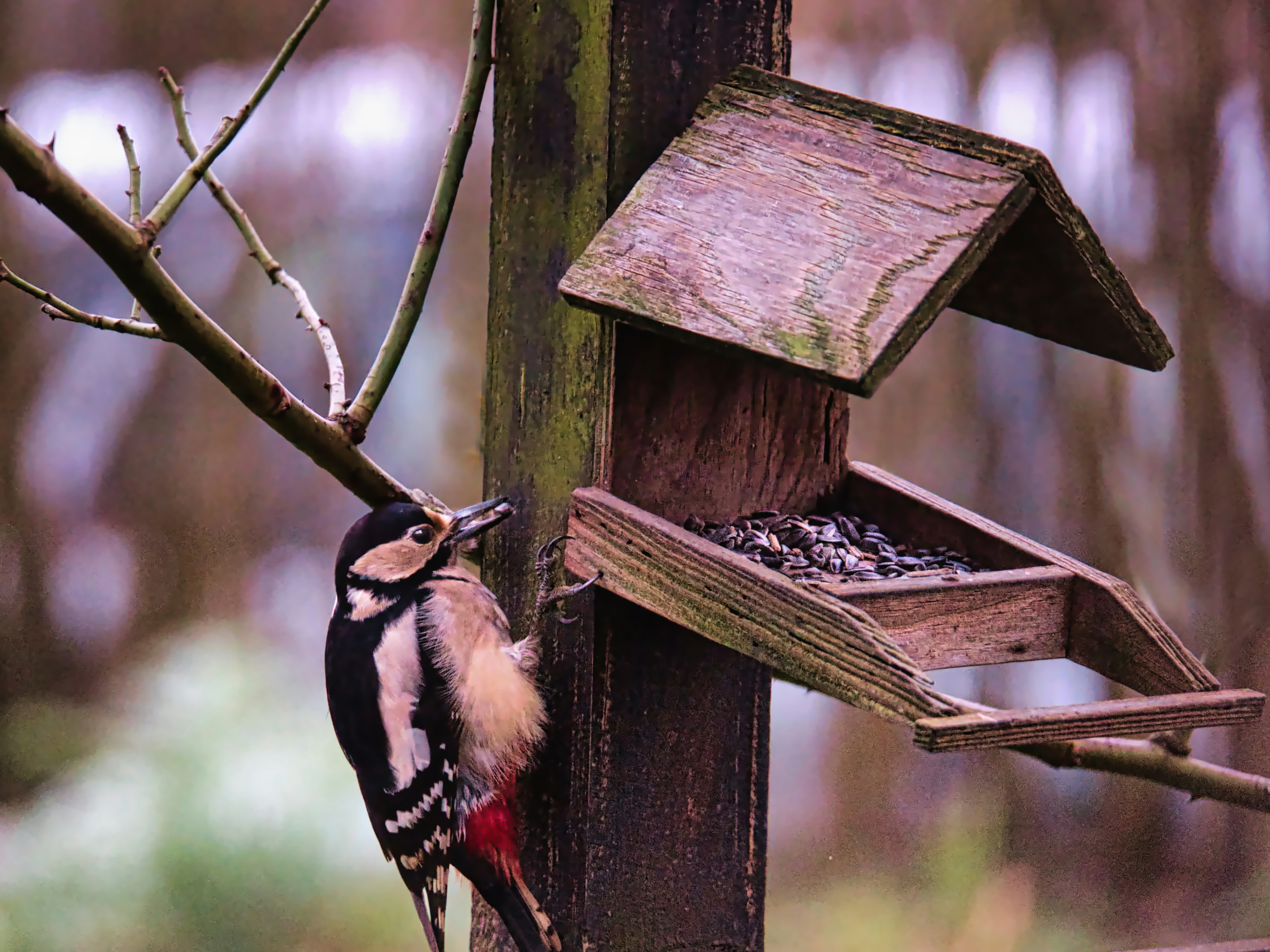 Woodpecker at a rustic feeder: a quiet forest moment