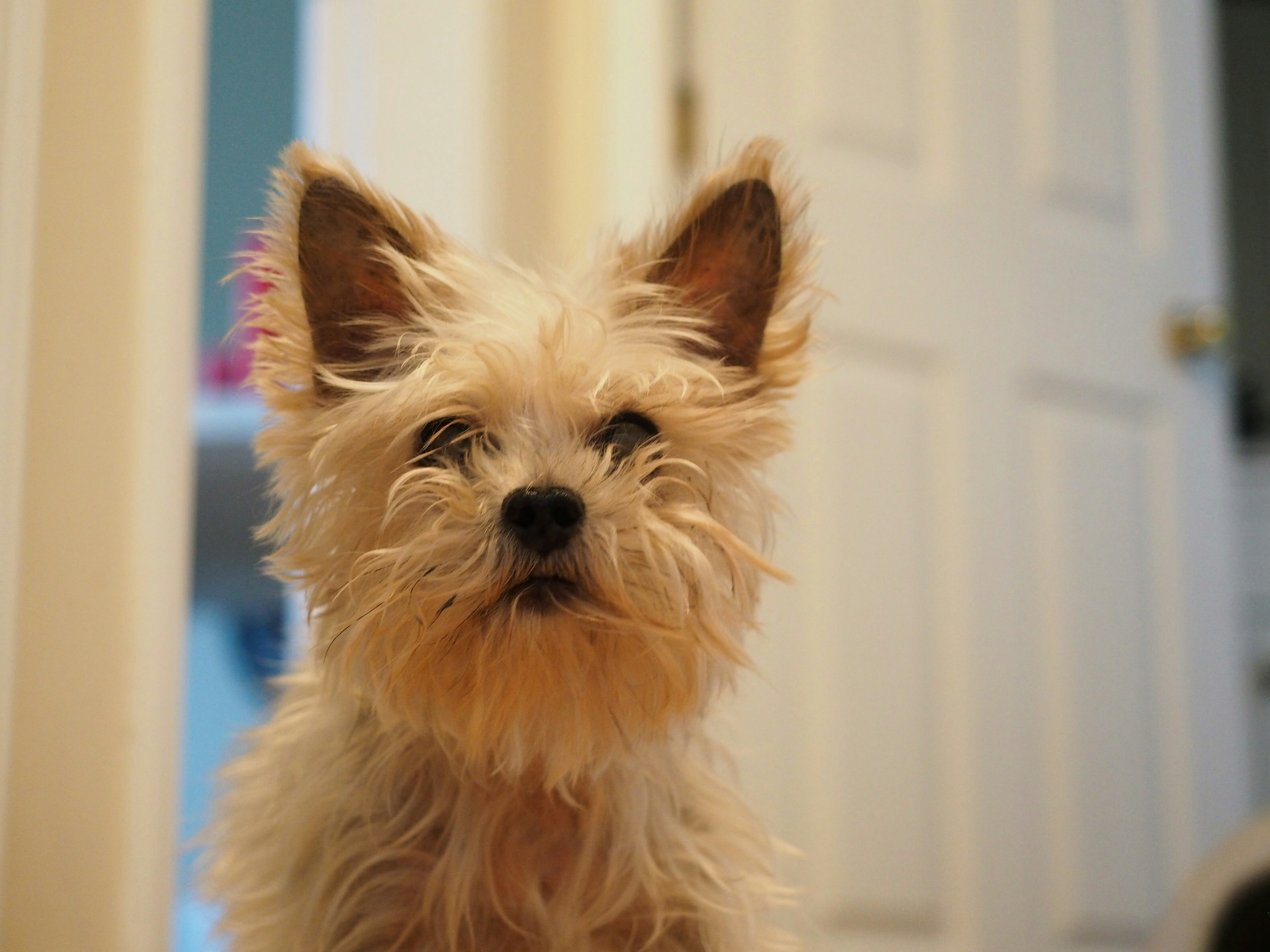 Fluffy Quasi-Wizard: A Cornered Smile from a Sunny-Chinned Pup