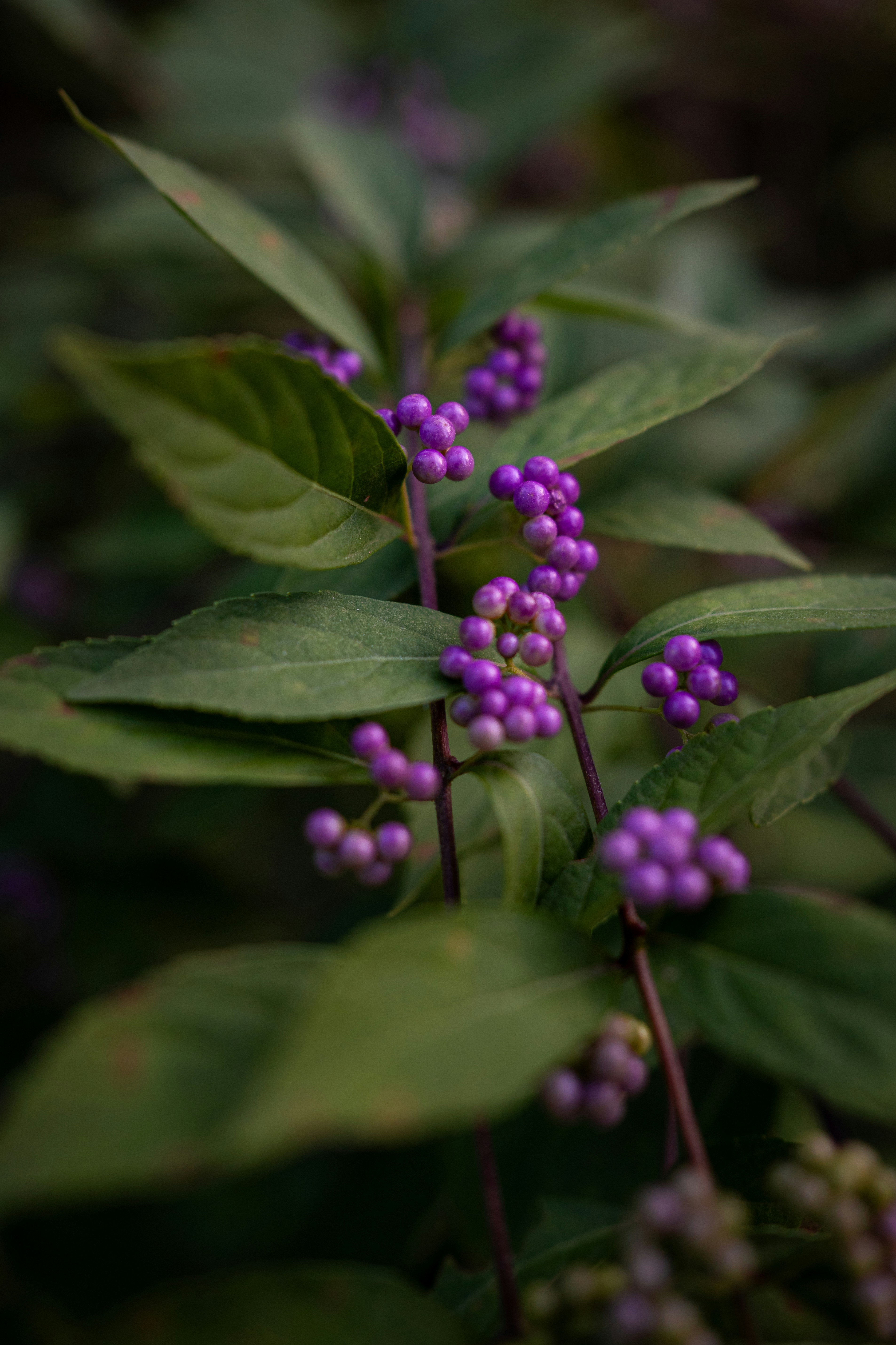 Violet Berry Cluster: A Quiet Portrait of Color and Texture in Foliage