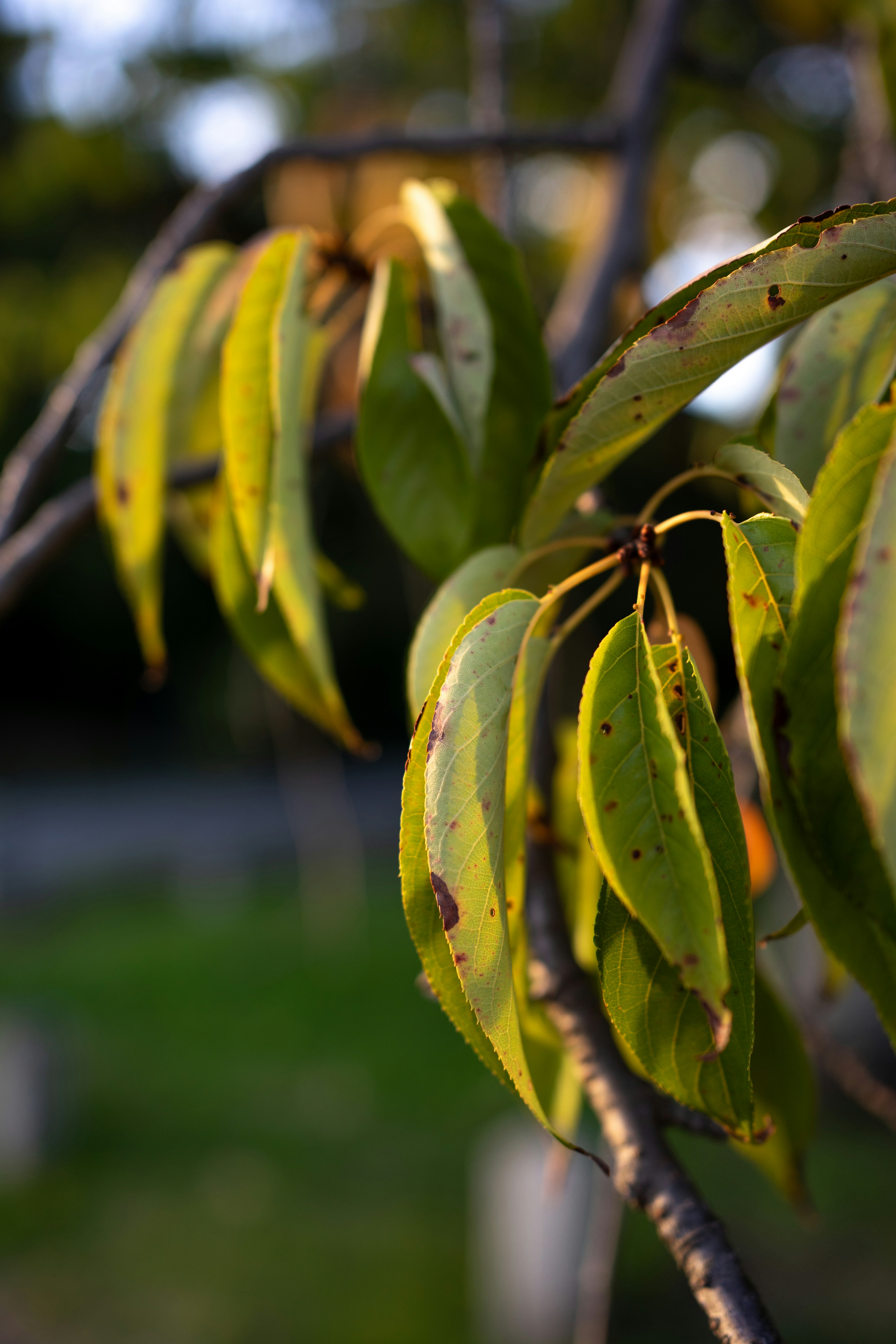 Close-up of Willow-like Leaves: Sunlit Venation and Subtle Blemishes