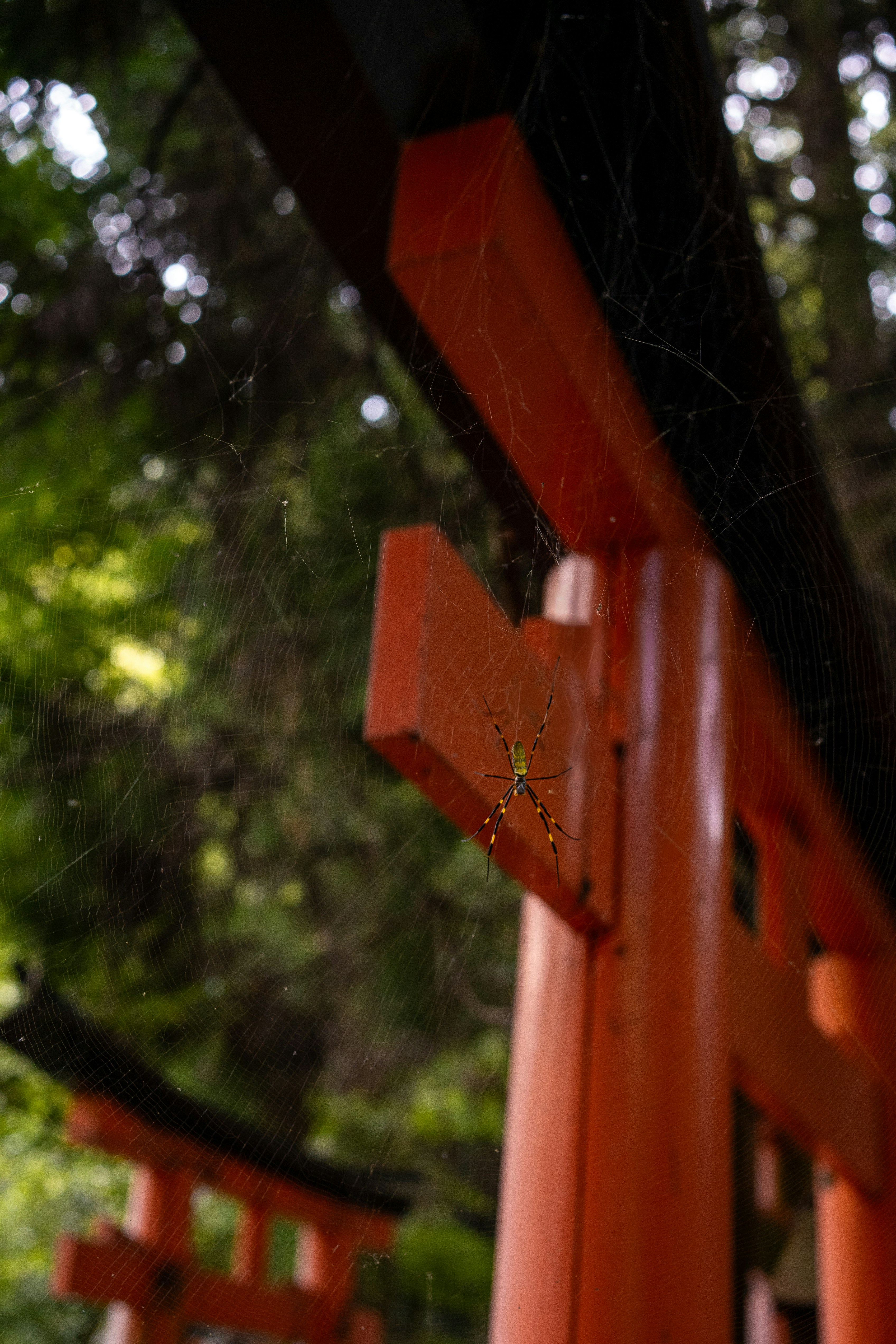 Orange Shrine: a spider spanning a delicate web between torii beams