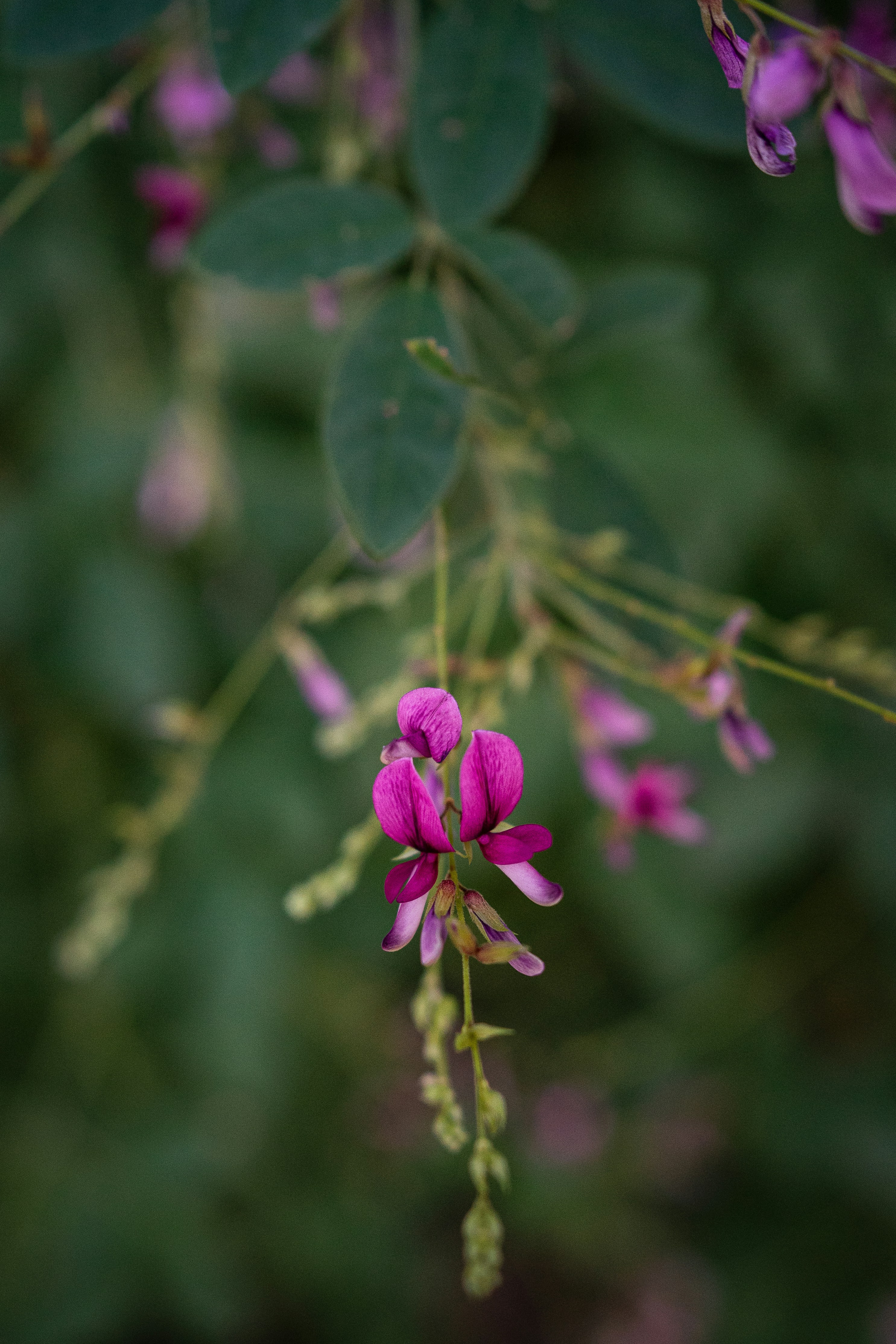 Vivid Magenta Flower Framed by Quiet Green