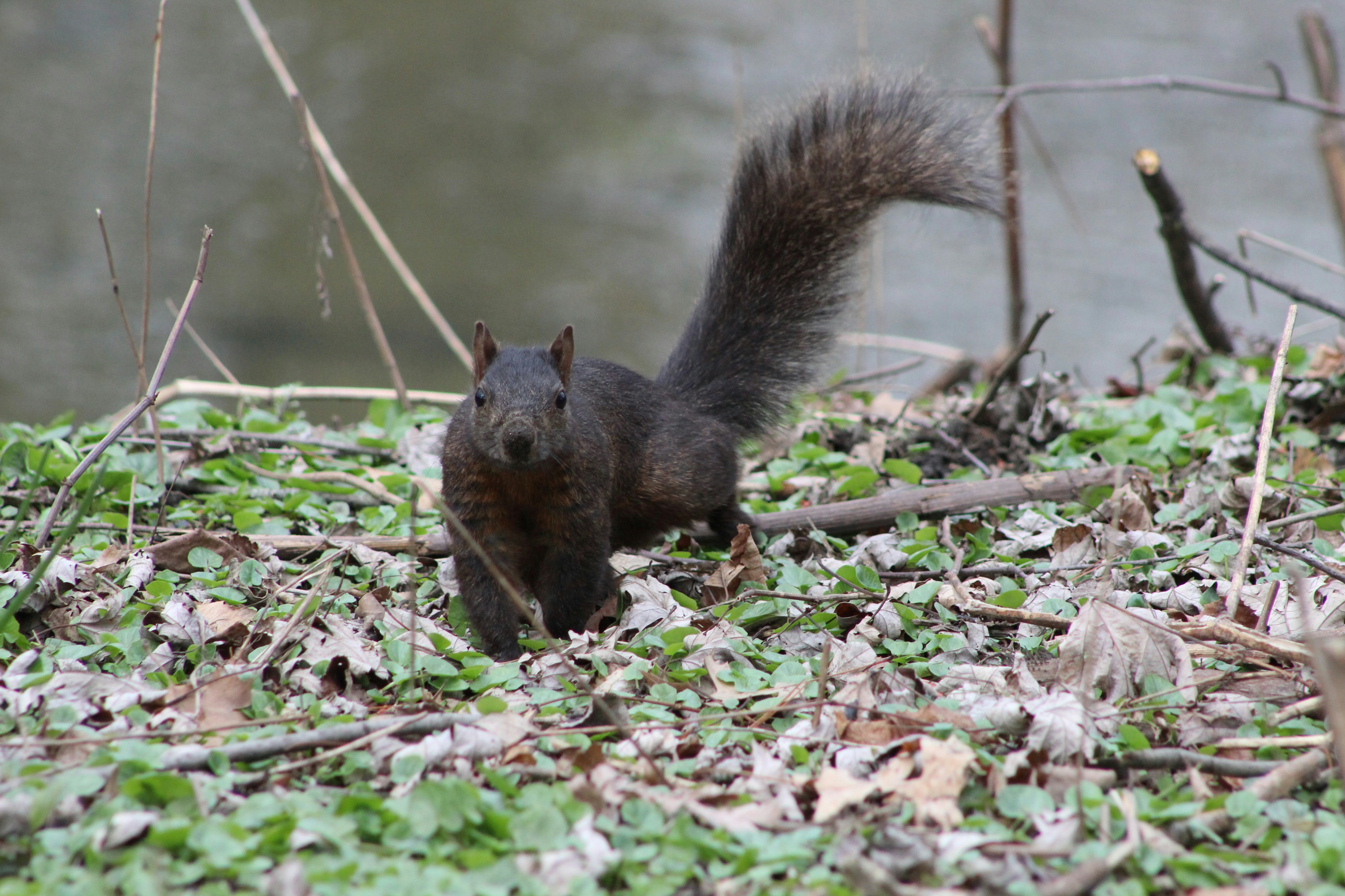 Mid-Stride Squirrel on Leafy Riverbank