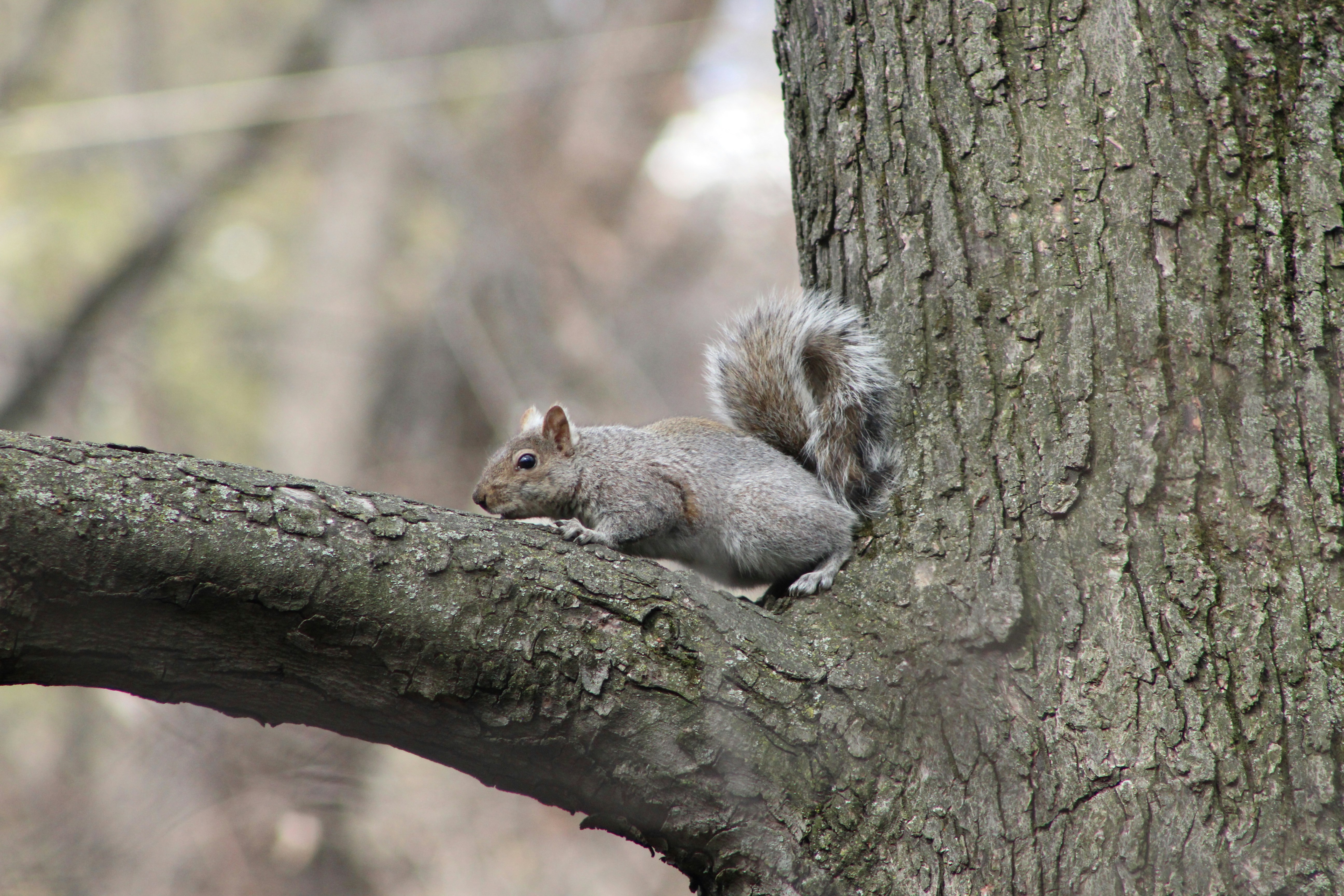 Squirrel Perched on a Tree Branch