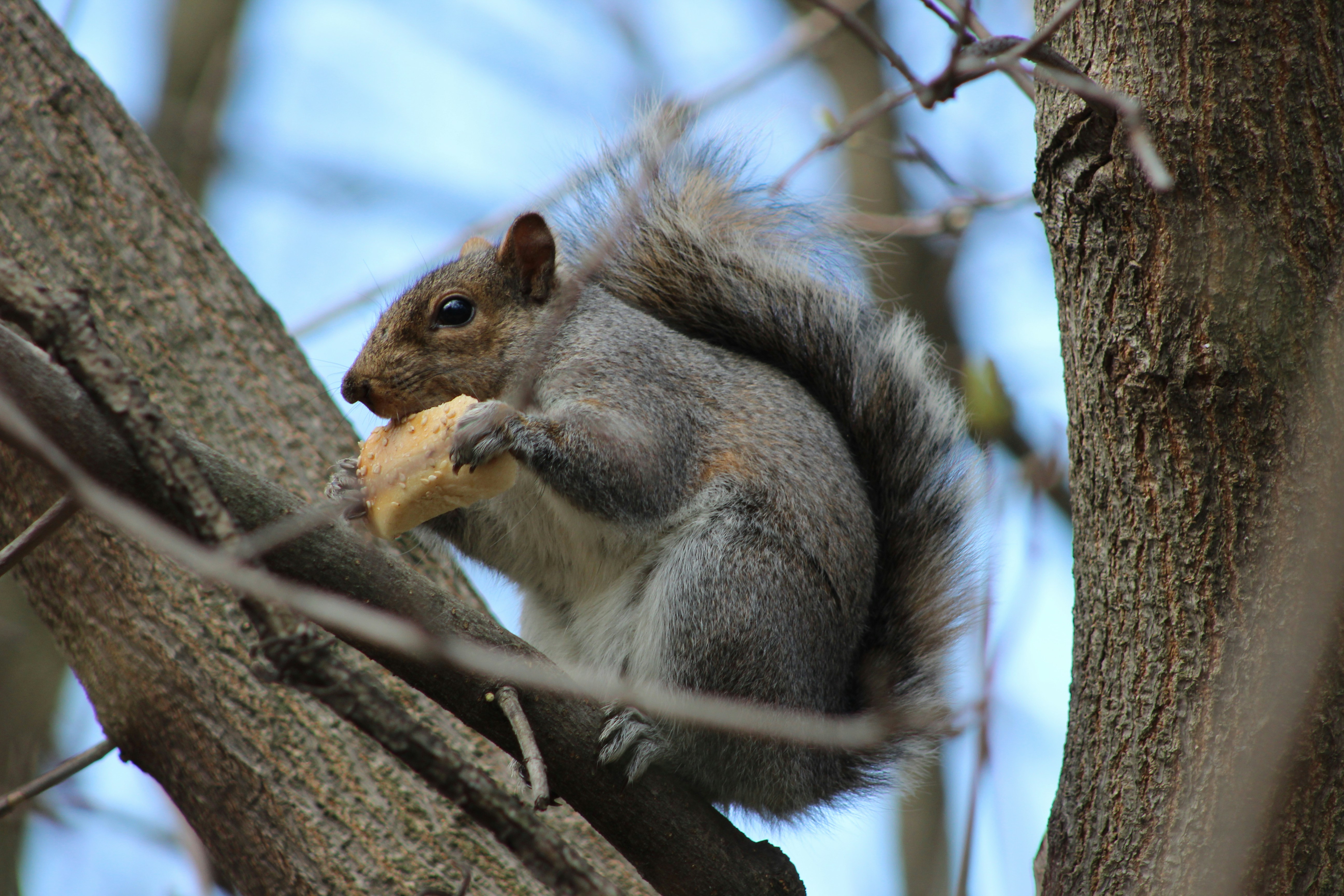 Squirrel in the Branches Chewing a Snack