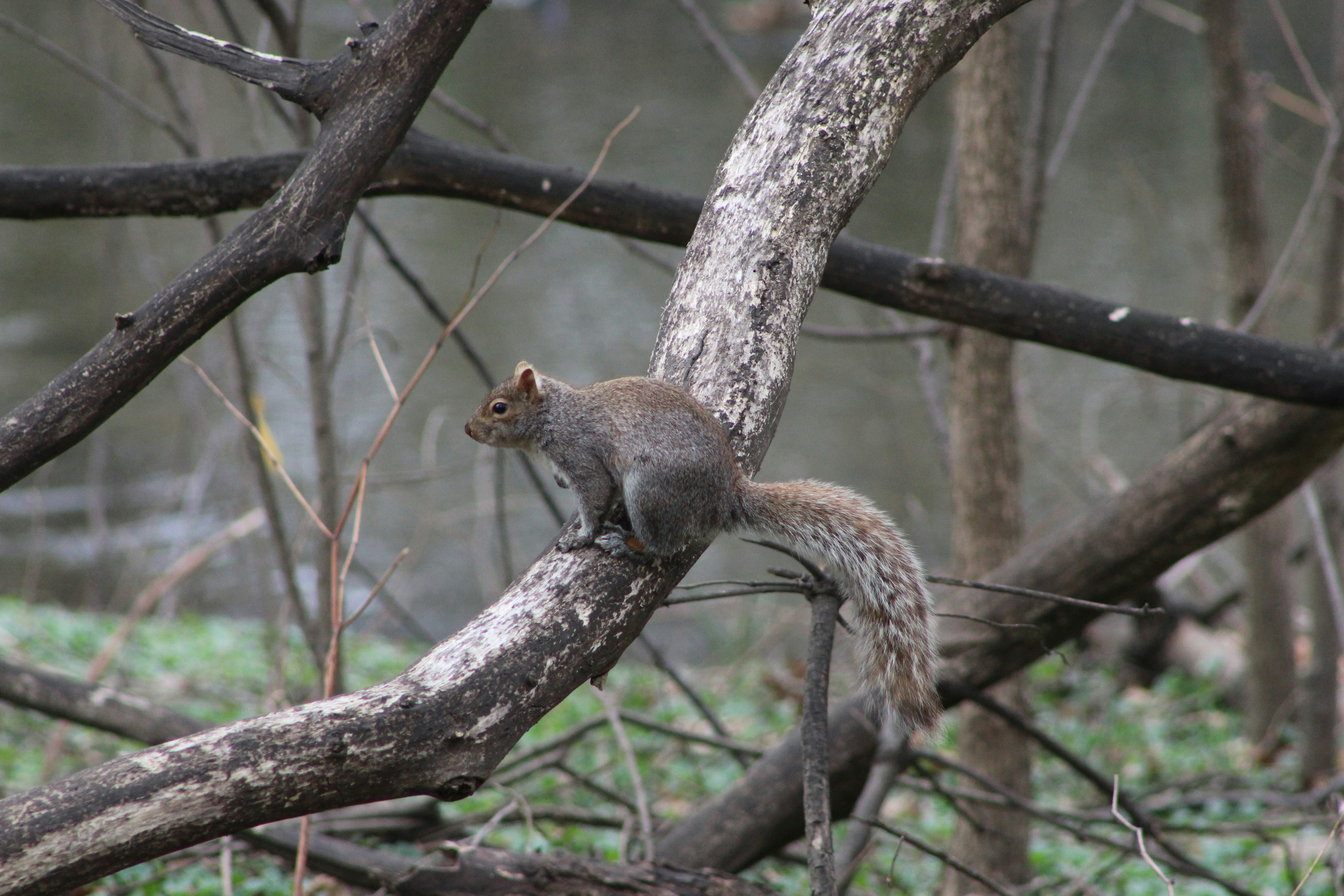 Squirrel Scout on a Tangle of Branches