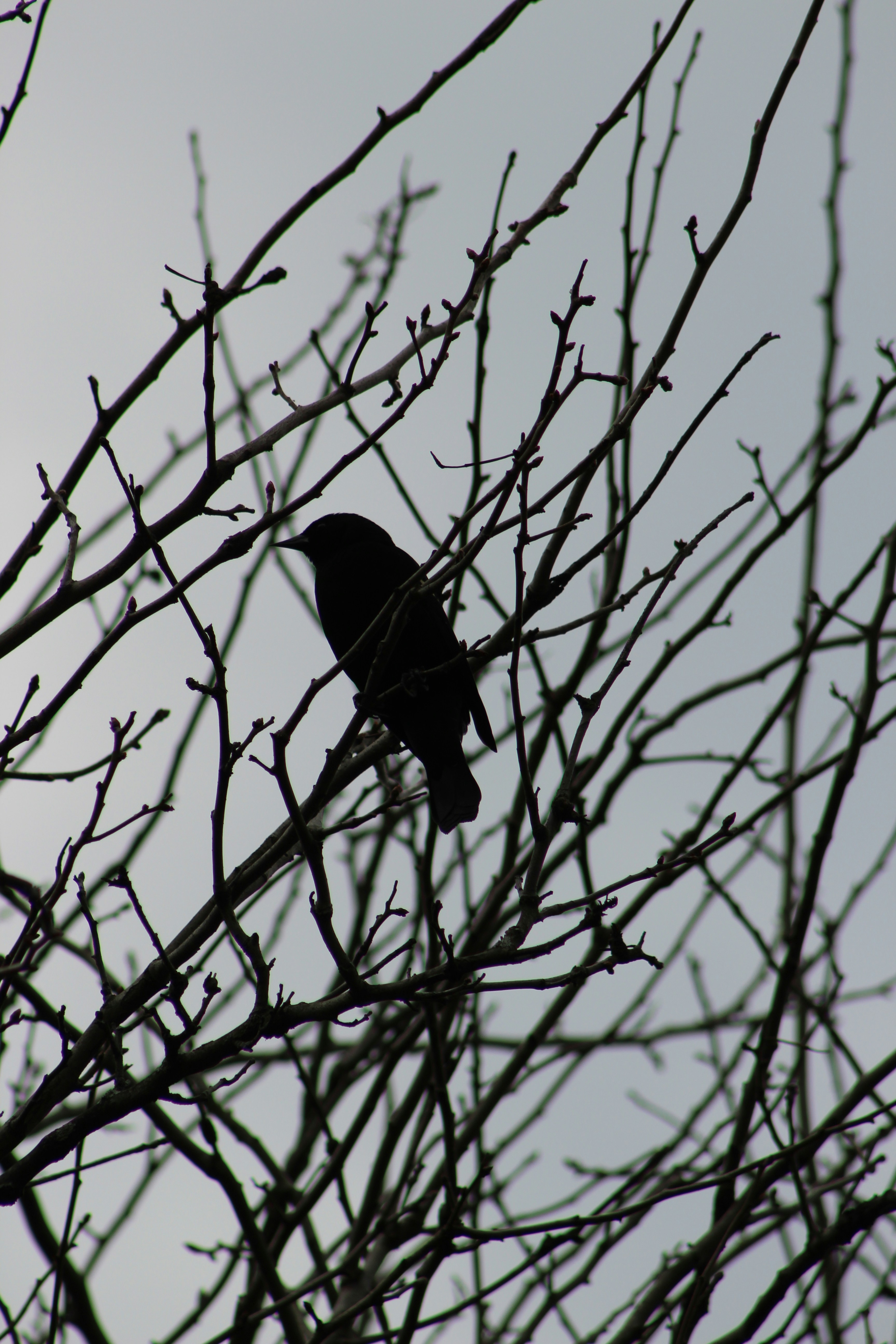 Silhouette of a lone bird perched among bare branches at dusk