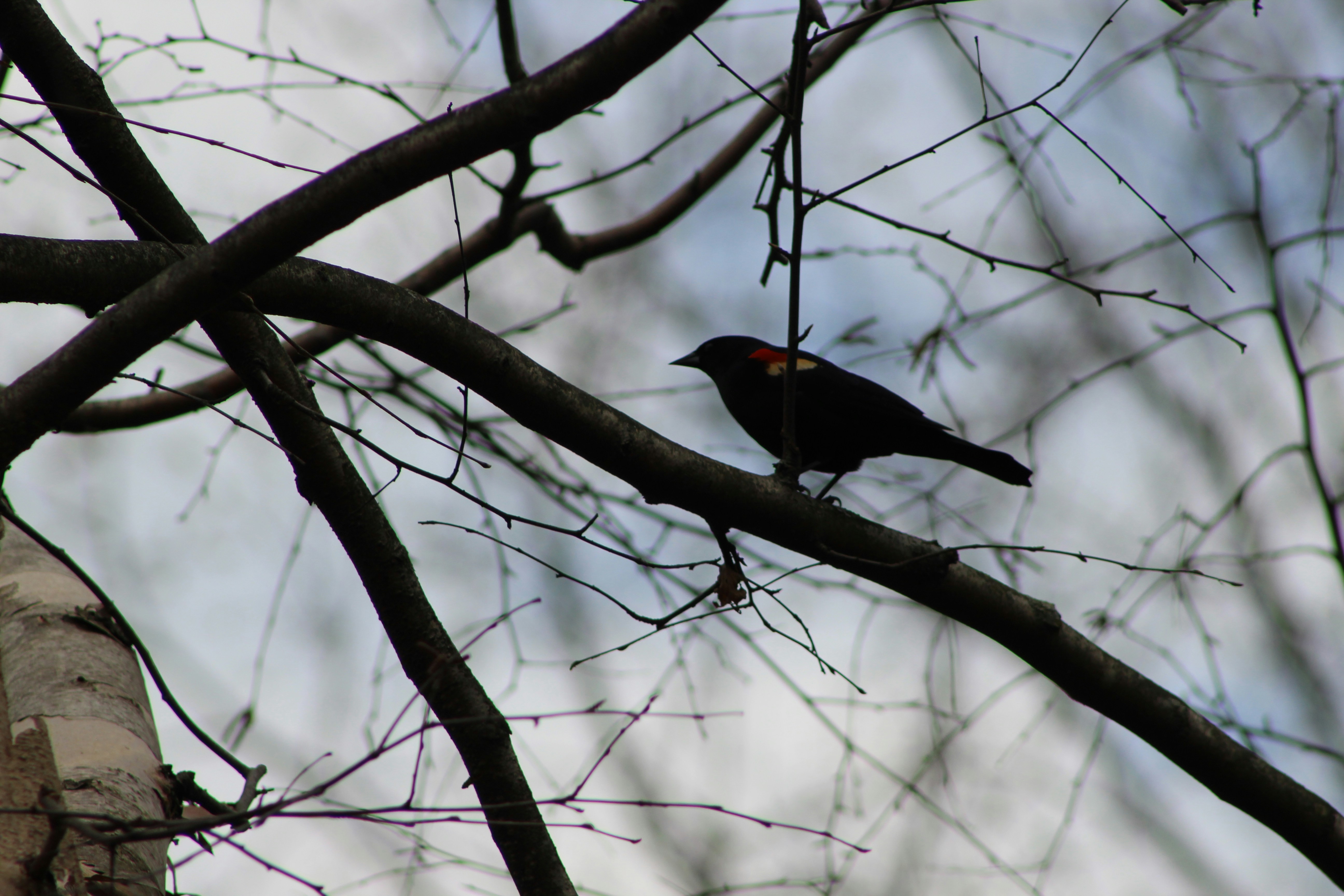 Red-collared Songbird on Bare Winter Branches