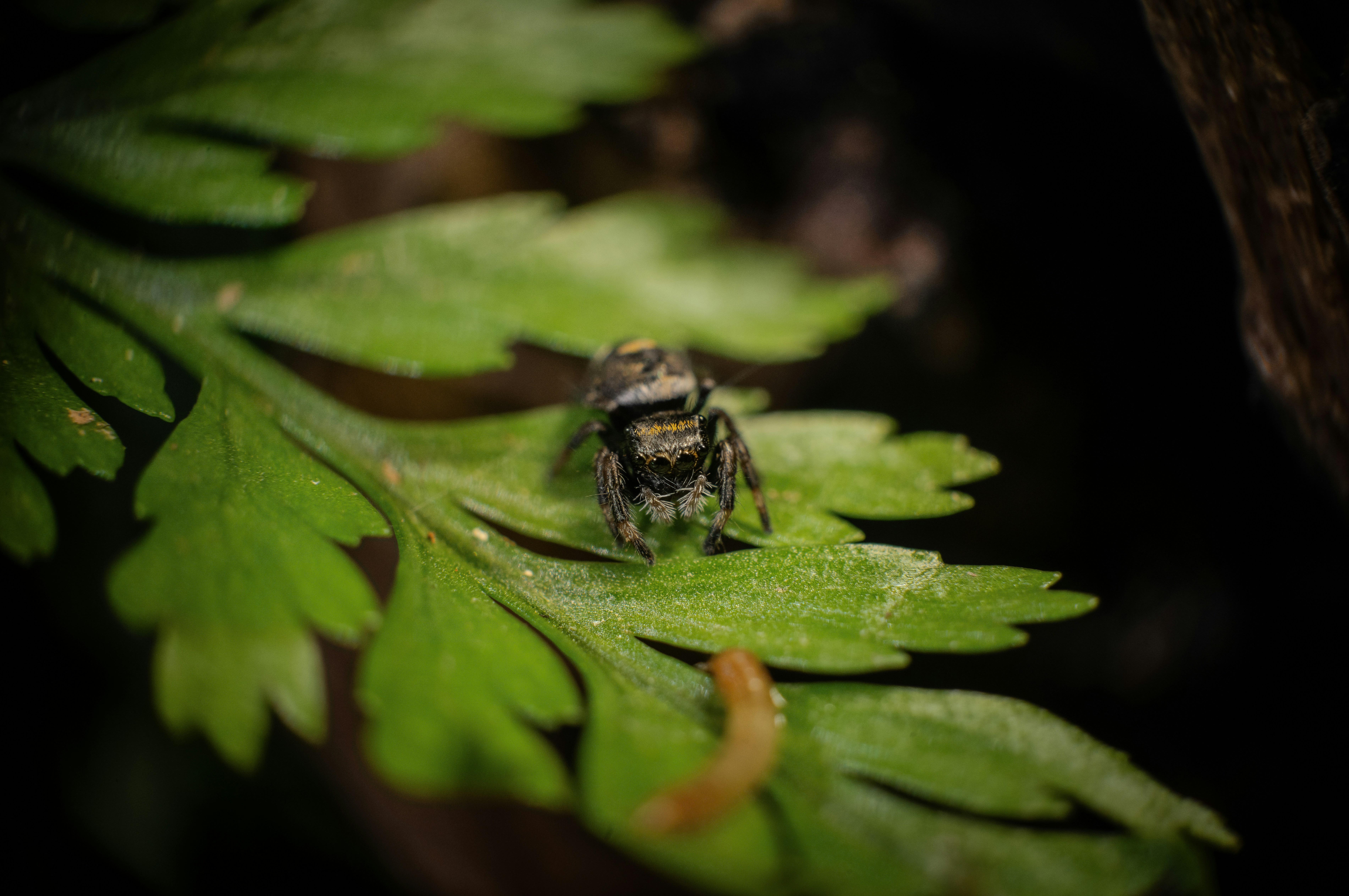 Tiny Pollinator, Grand Leaf: A Close-Up on a Bee Statured on Fern Fronds