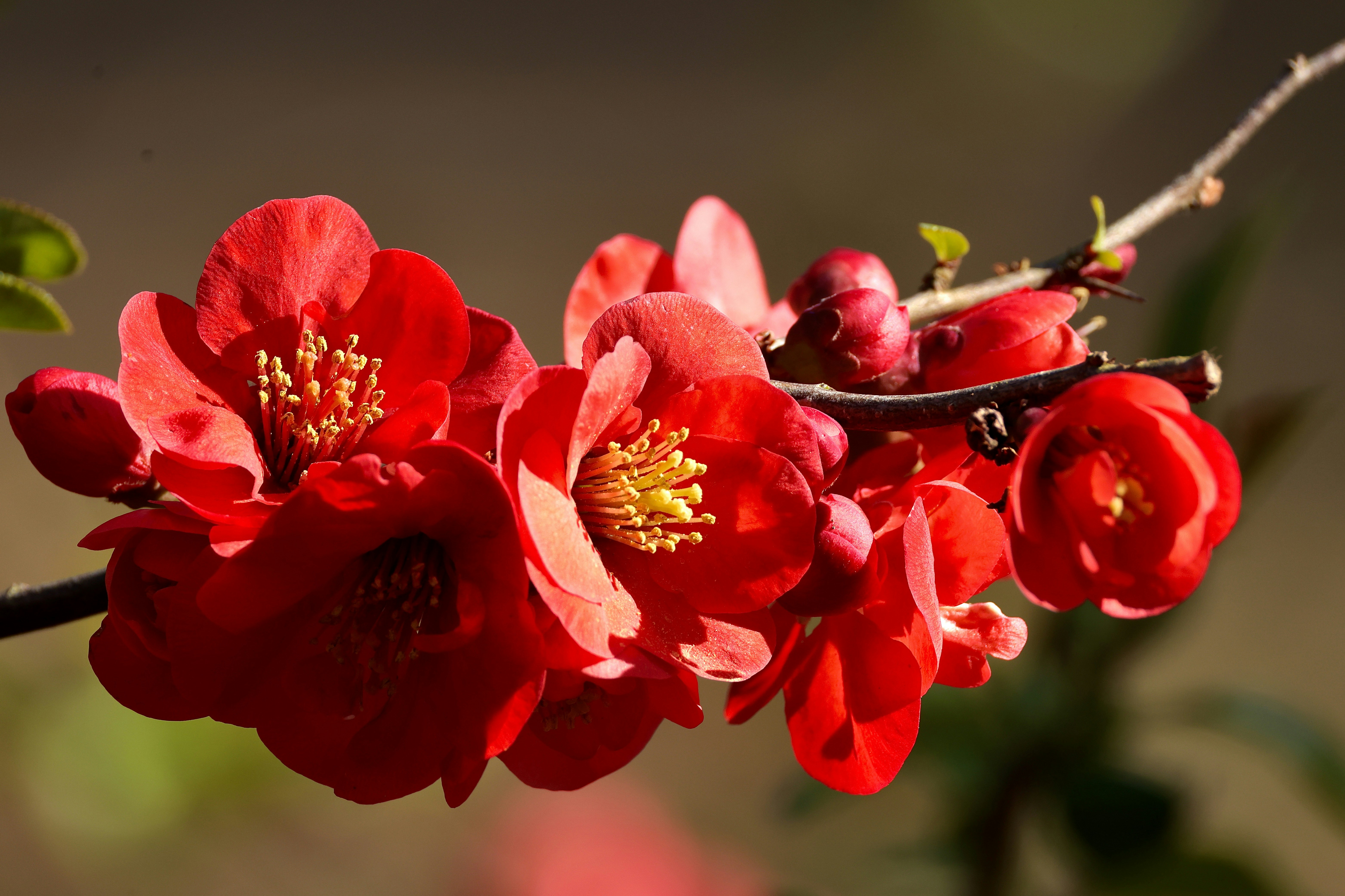 Crimson Blossom Chorus on a Sunlit Branch