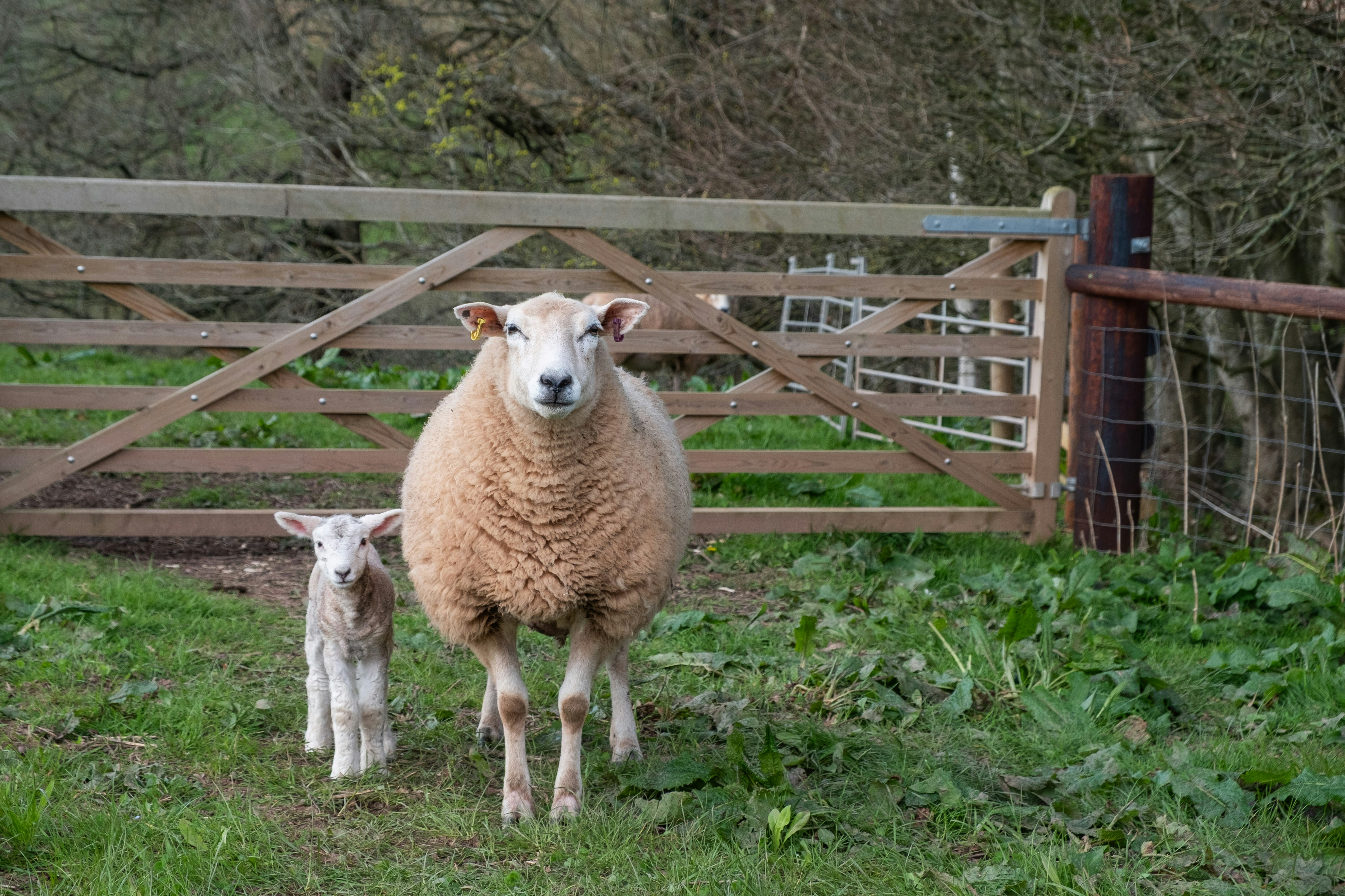 Guardians at the Gate: A Sheep and its Lamb in the Fence-Line Meadow