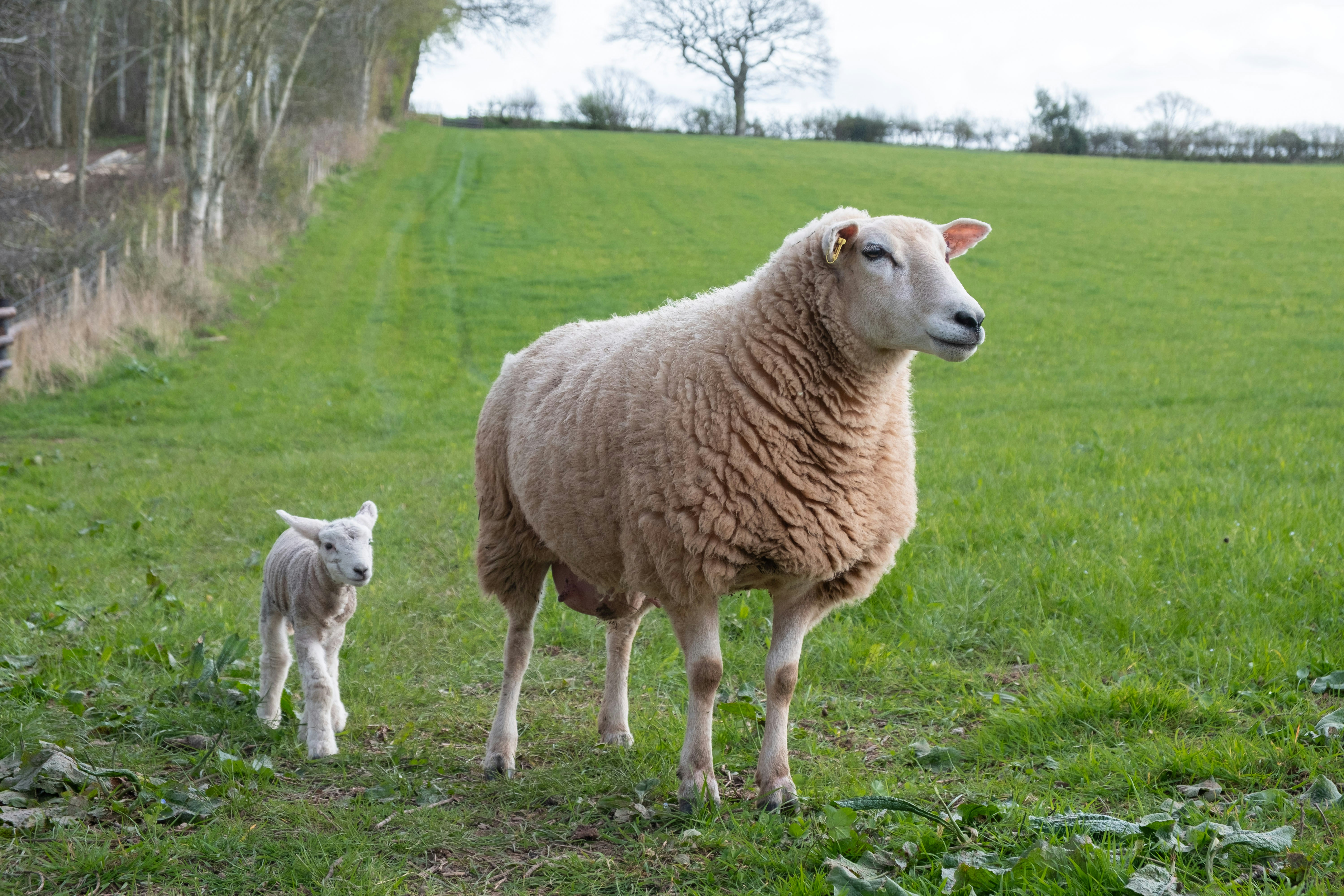 Pasture Guardians: A Lamb and Its Bigger Friend Amid Open Fields
