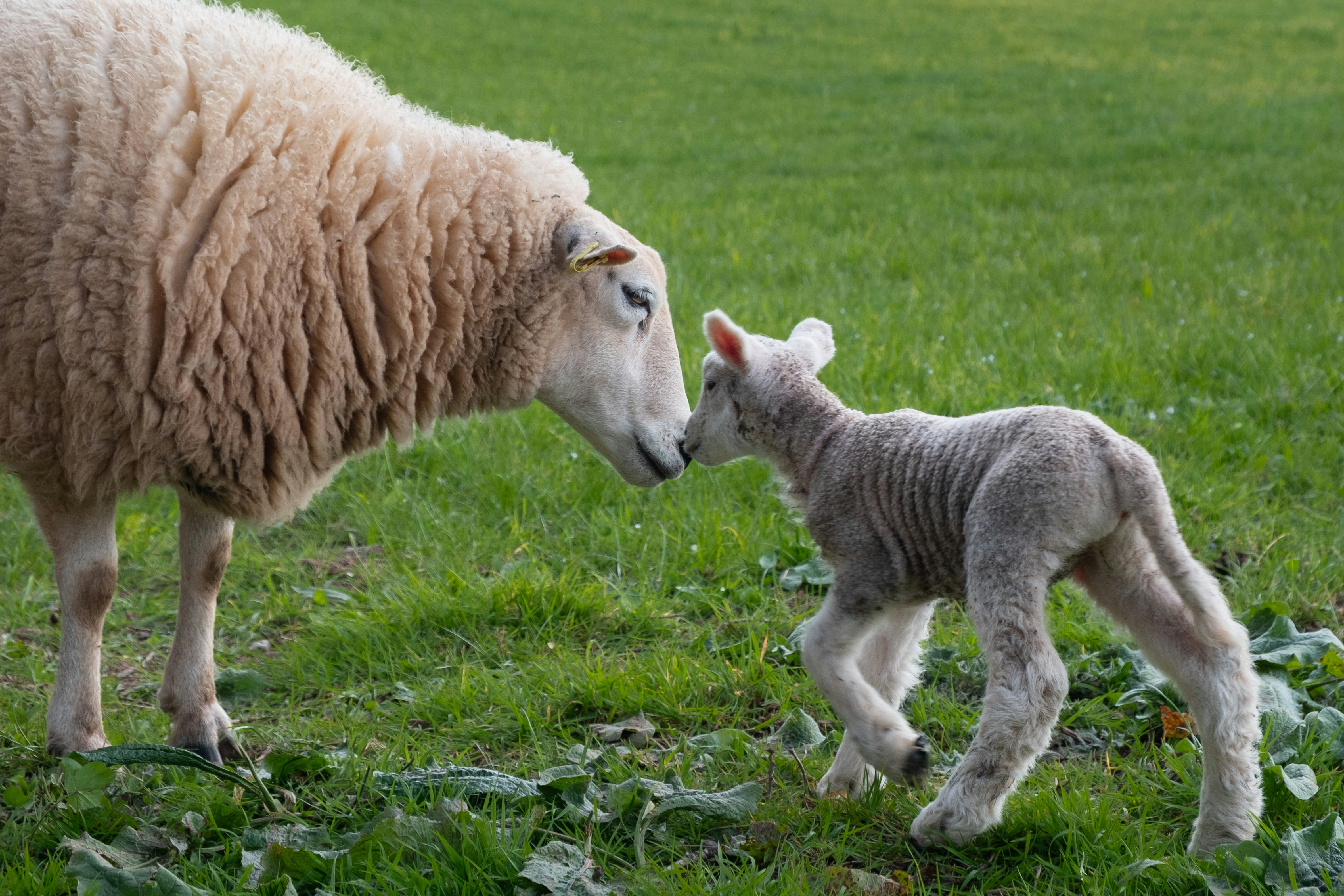Pasture Meeting: A Gentle Standoff Between Lamb and Sheep