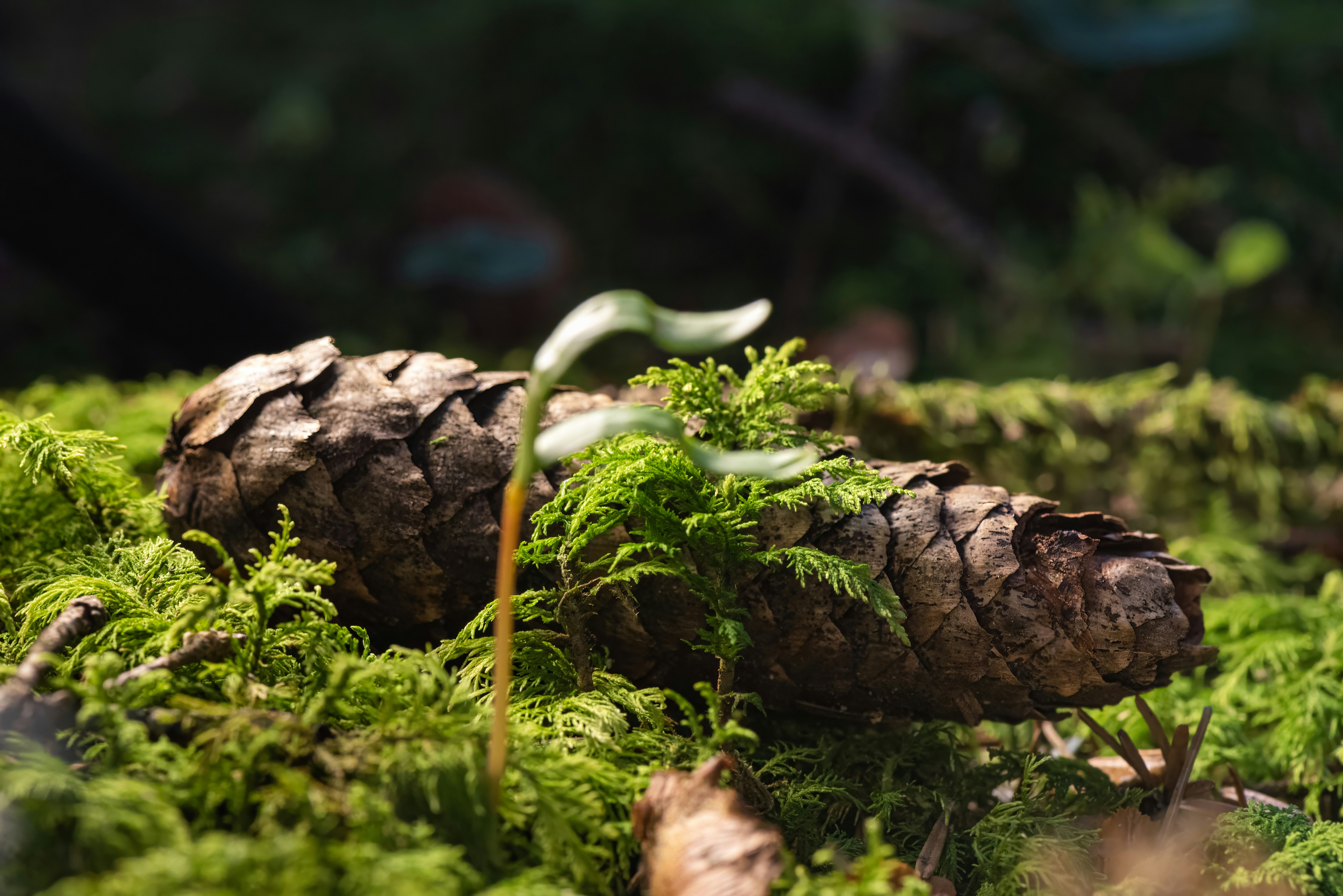 Mossy Forest Relics: Pine Cones and Ferns in Quiet Dappled Light