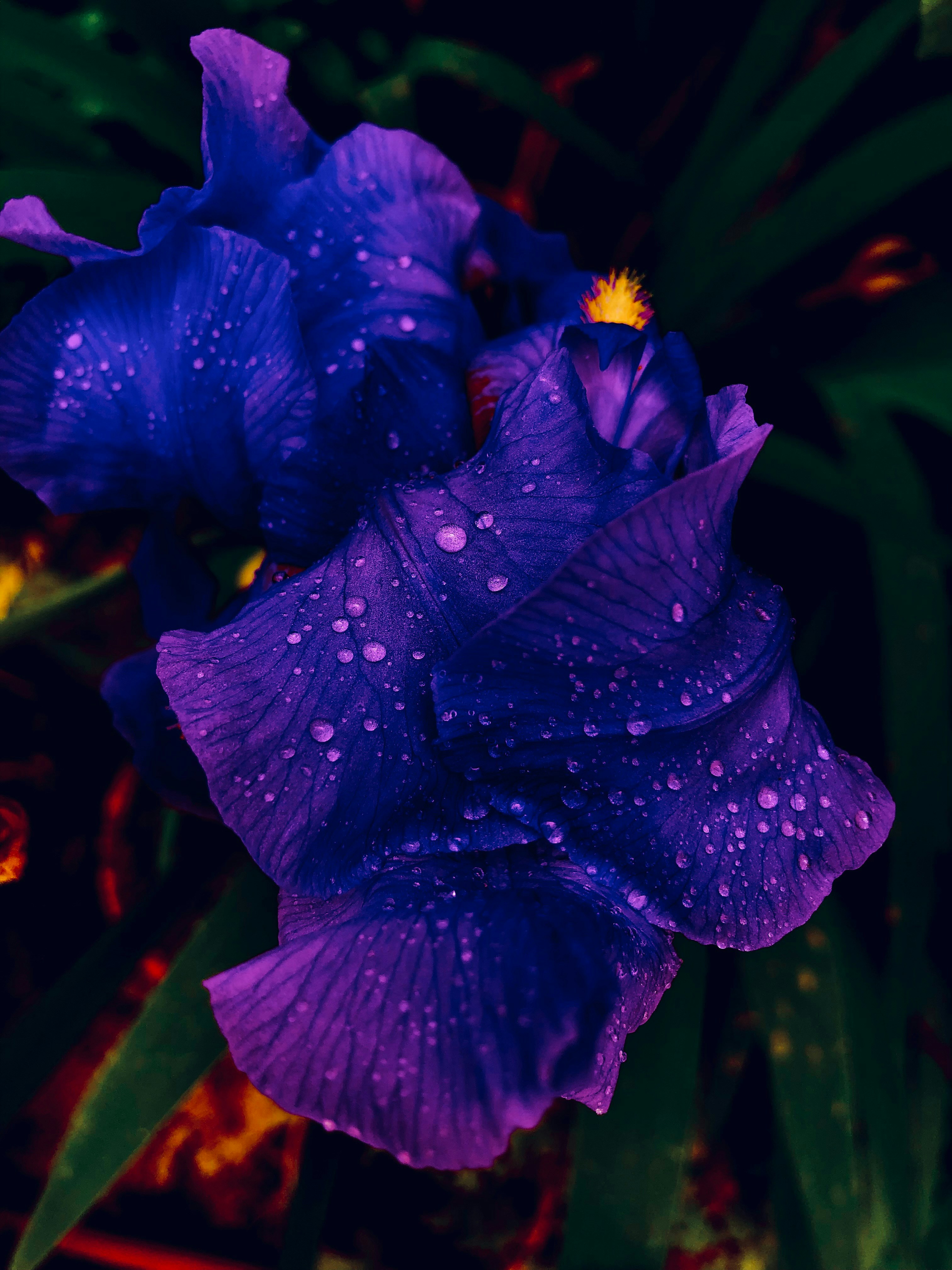 Midnight Iris: Dew-kissed Velvet Petals in Neon Shadow