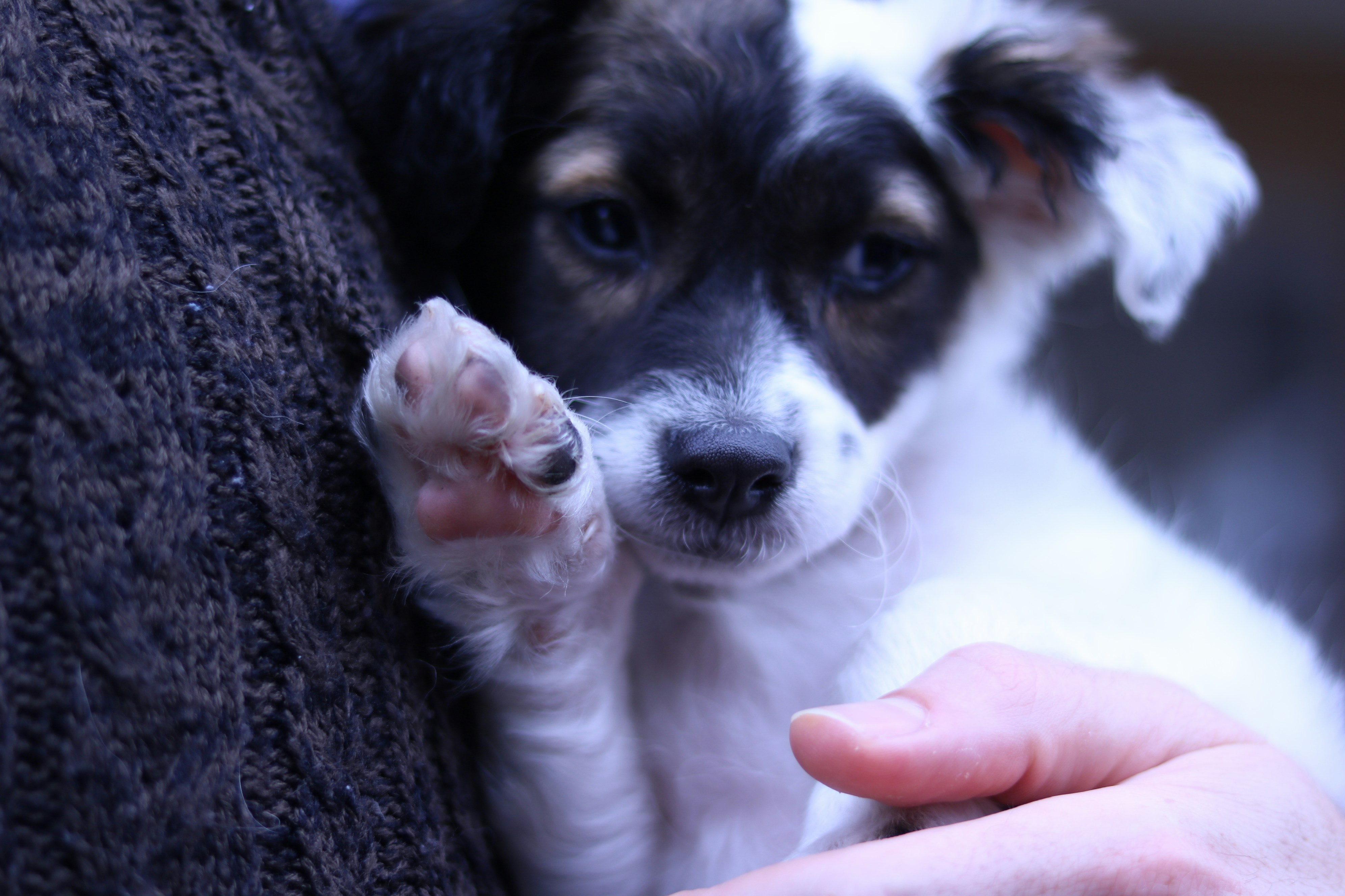 Tiny Rescue: A Pup's Gentle Repose in Cozy Embrace