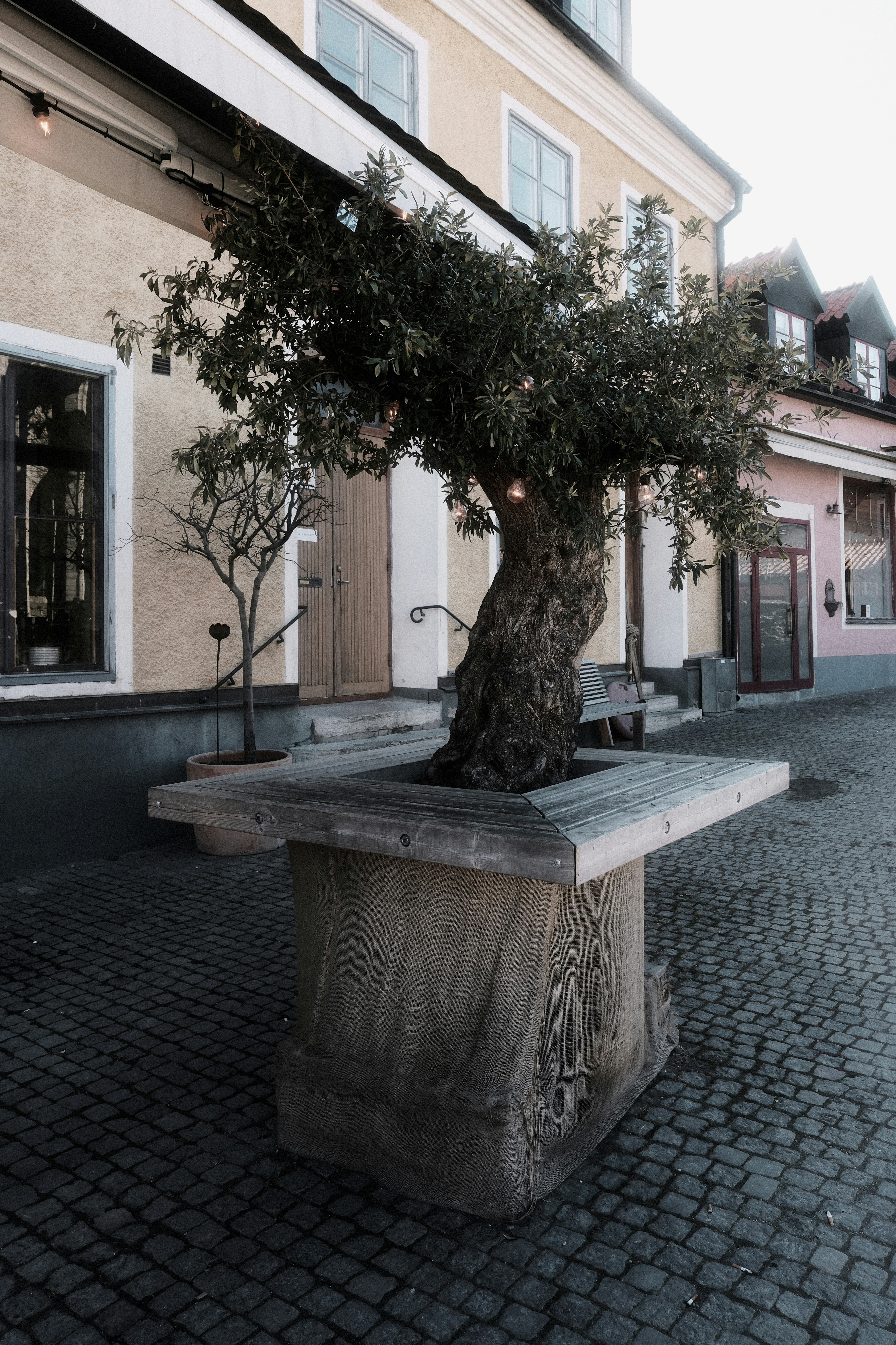Olive Tree in a Raised Planter Framing a Quiet European Street