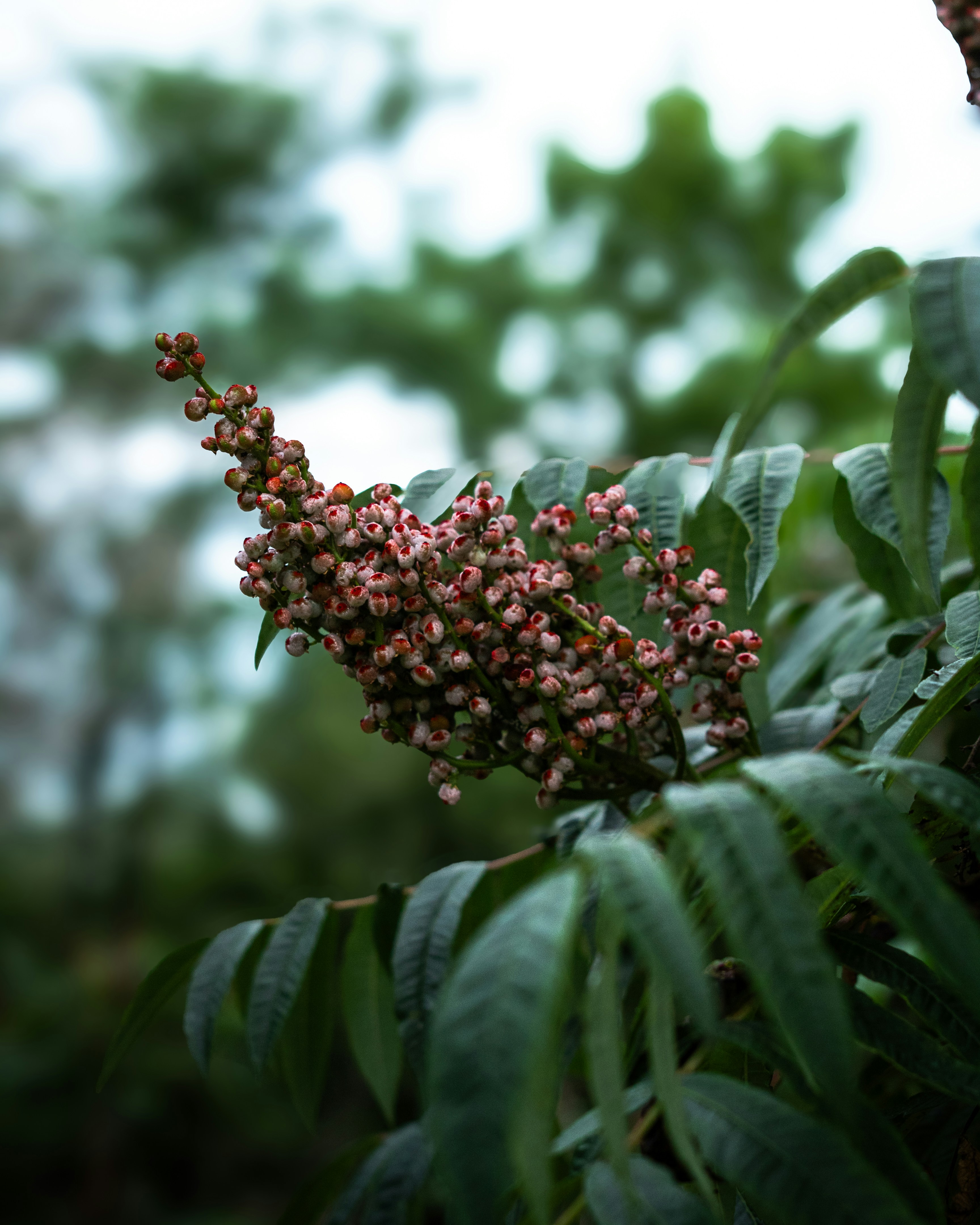 Cluster of pinkish flower buds on a leafy branch against a blurred garden backdrop