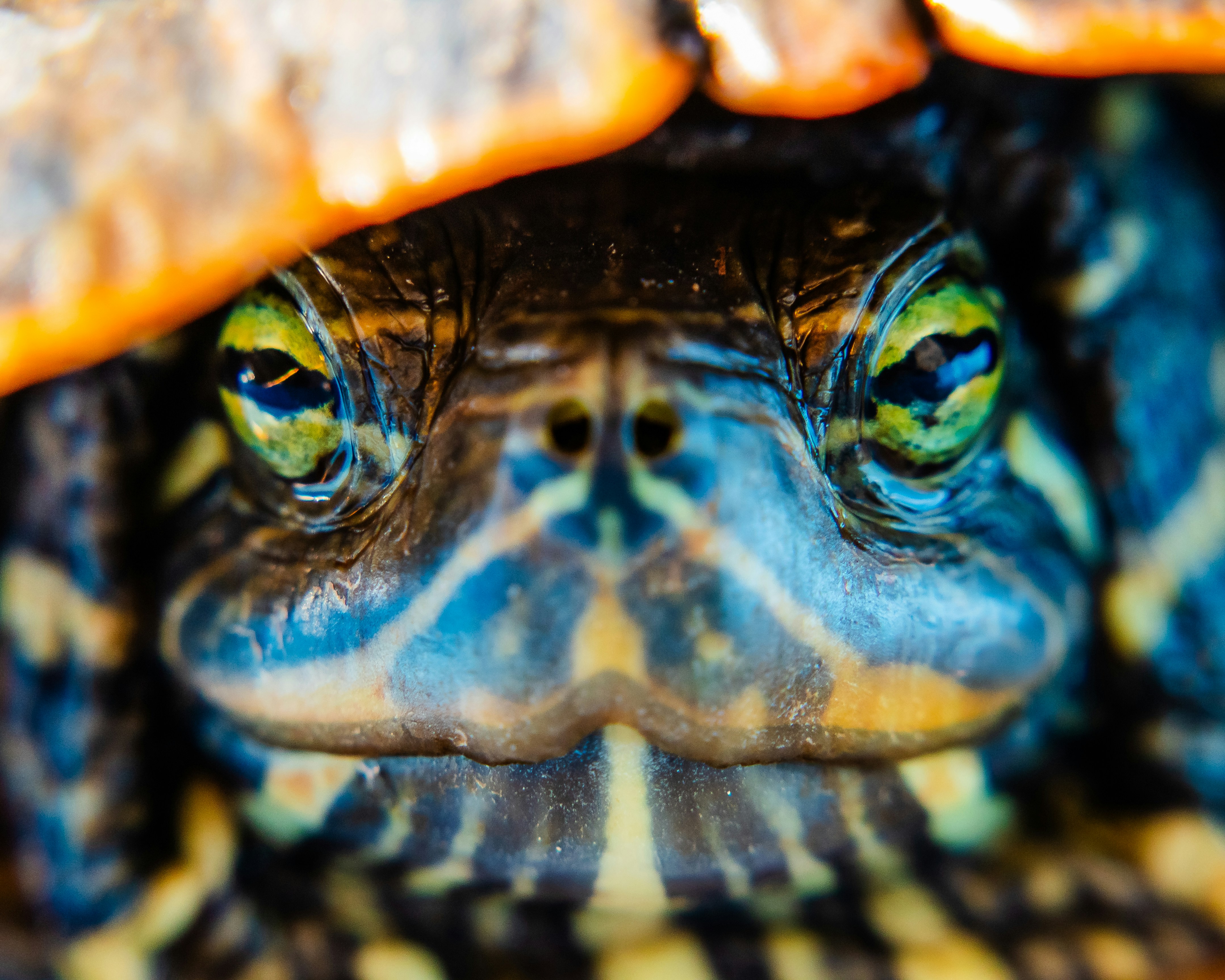 Close-Up of a Colorful Frog Face: Emerald Eyes Peering Through Hooded Gills