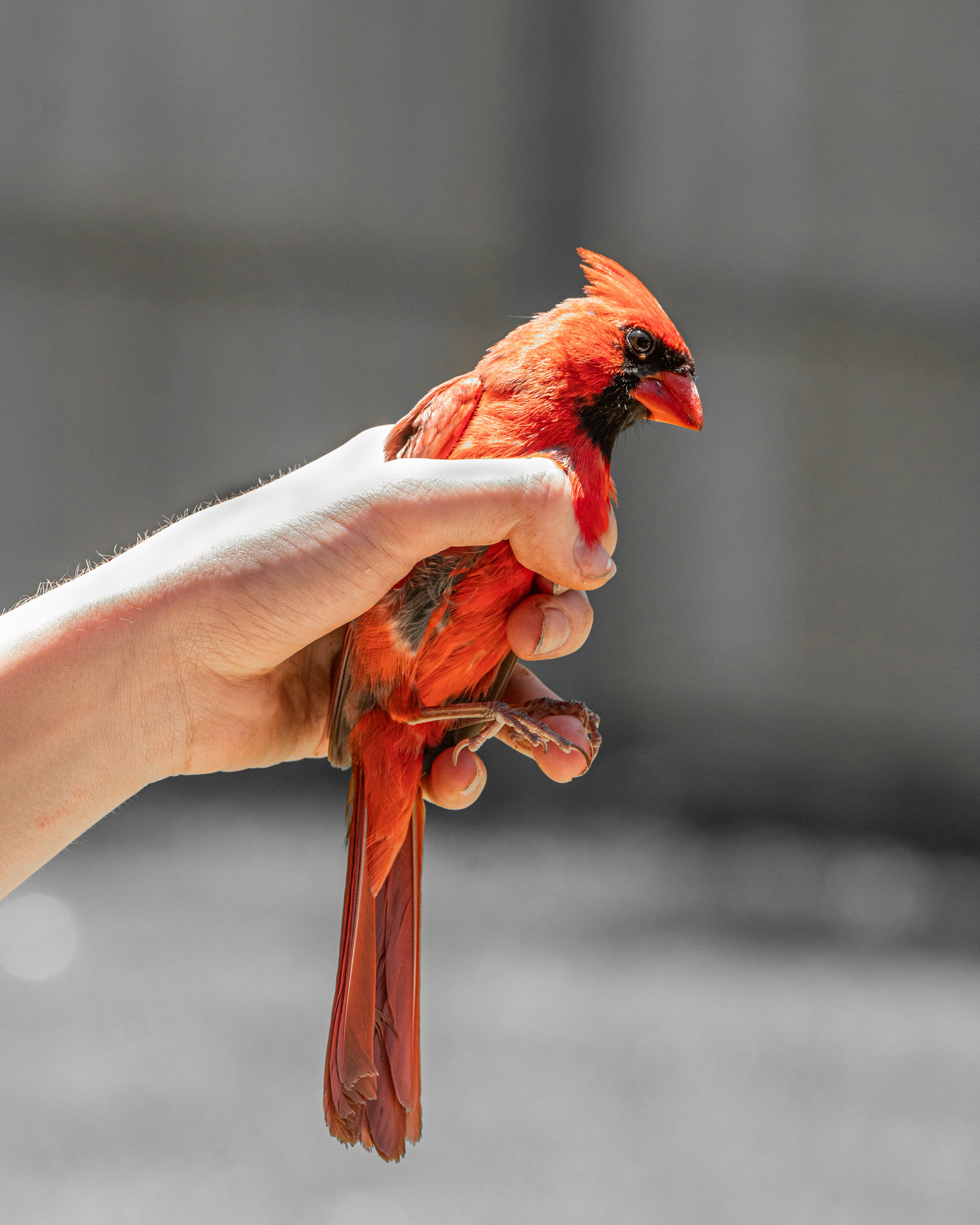 Crimson Cardinal Gripped: A Gentle Hold on Red Feathers