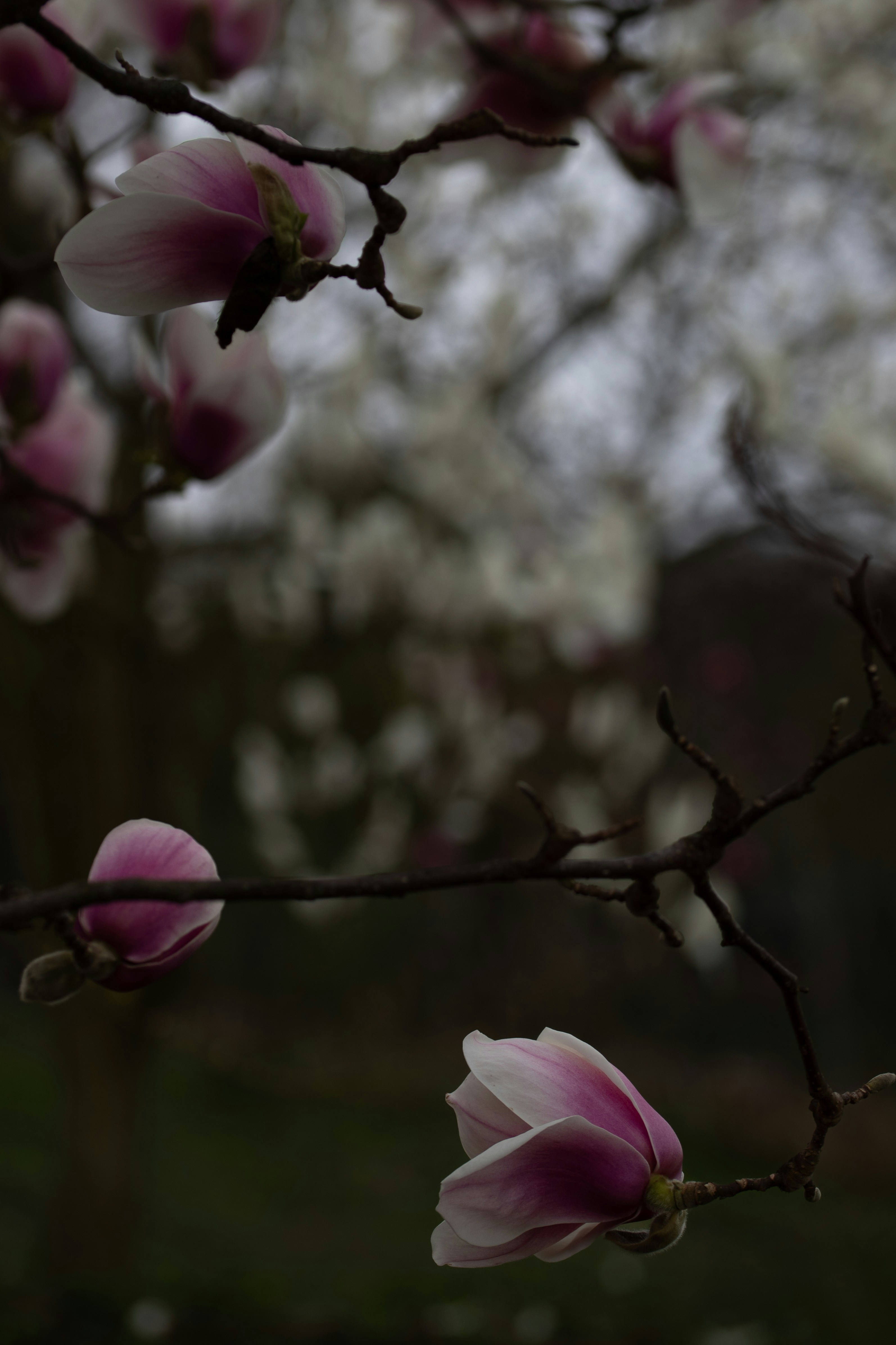 Pink Magnolia Petals on a Dim Spring Branch