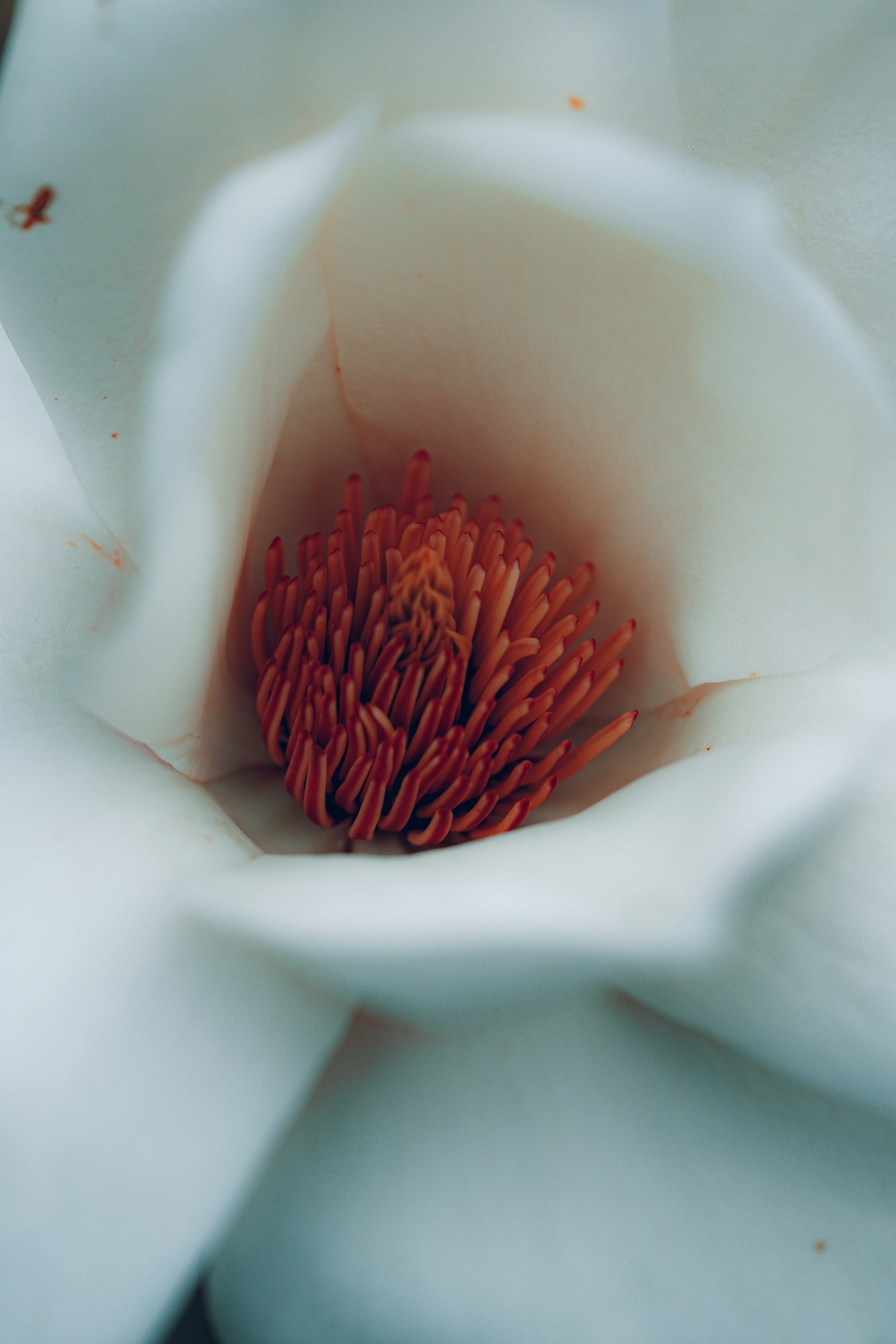 Soft Petals, Fiery Center: A Close Peek into a Magnolia's Heart