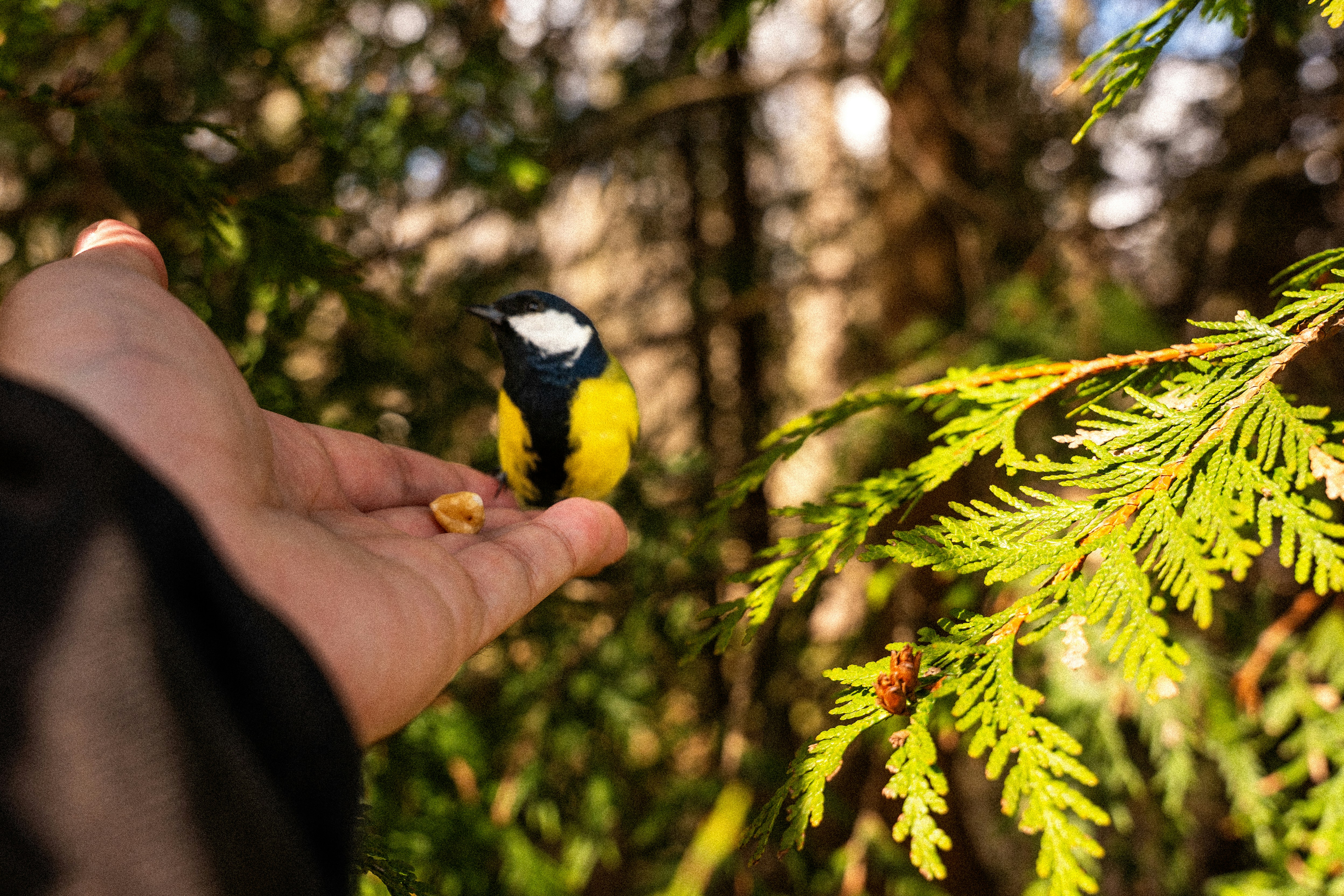 Hovering Glean at Hand: A small bird fed from a palm