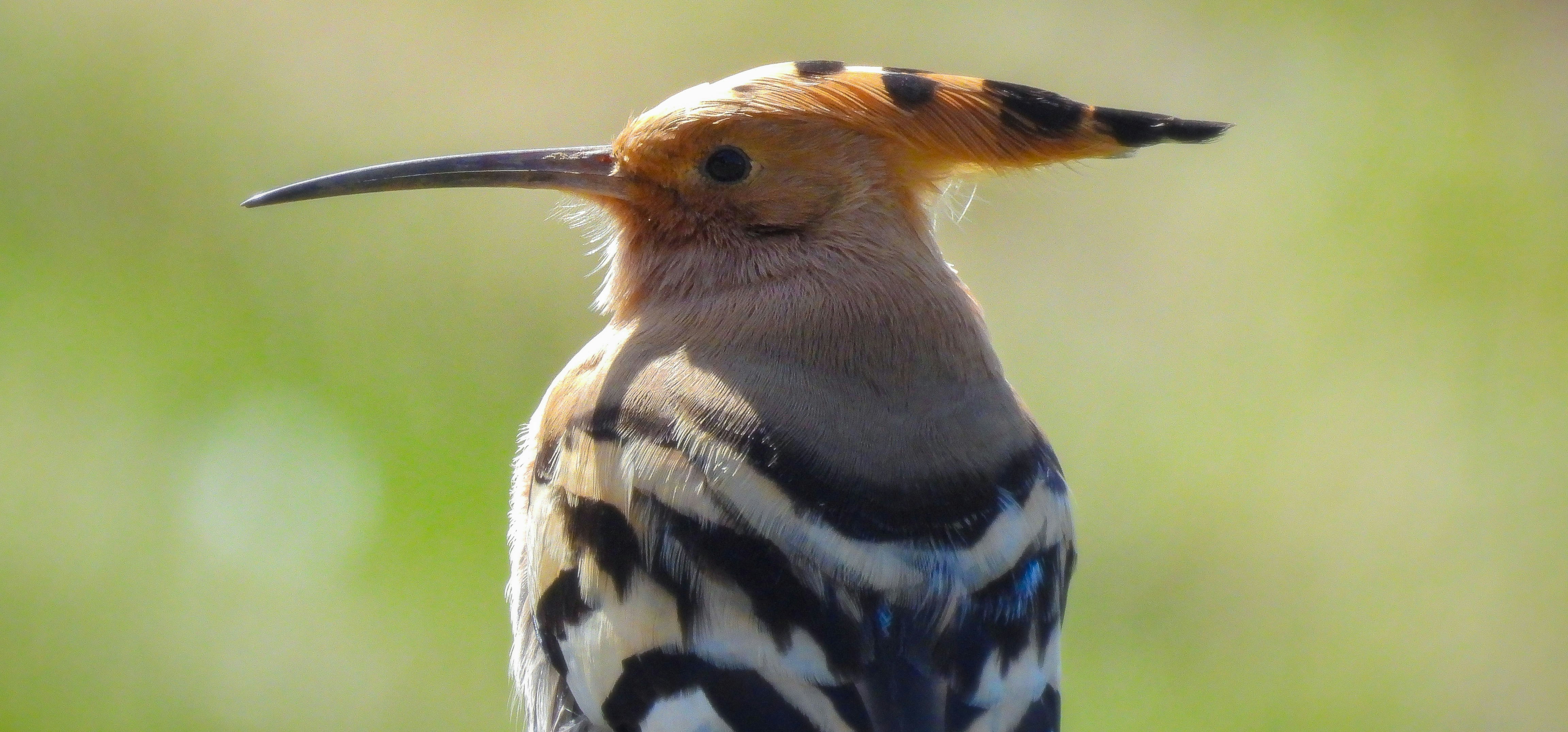 Hooded Hoopoe in Soft Backlight