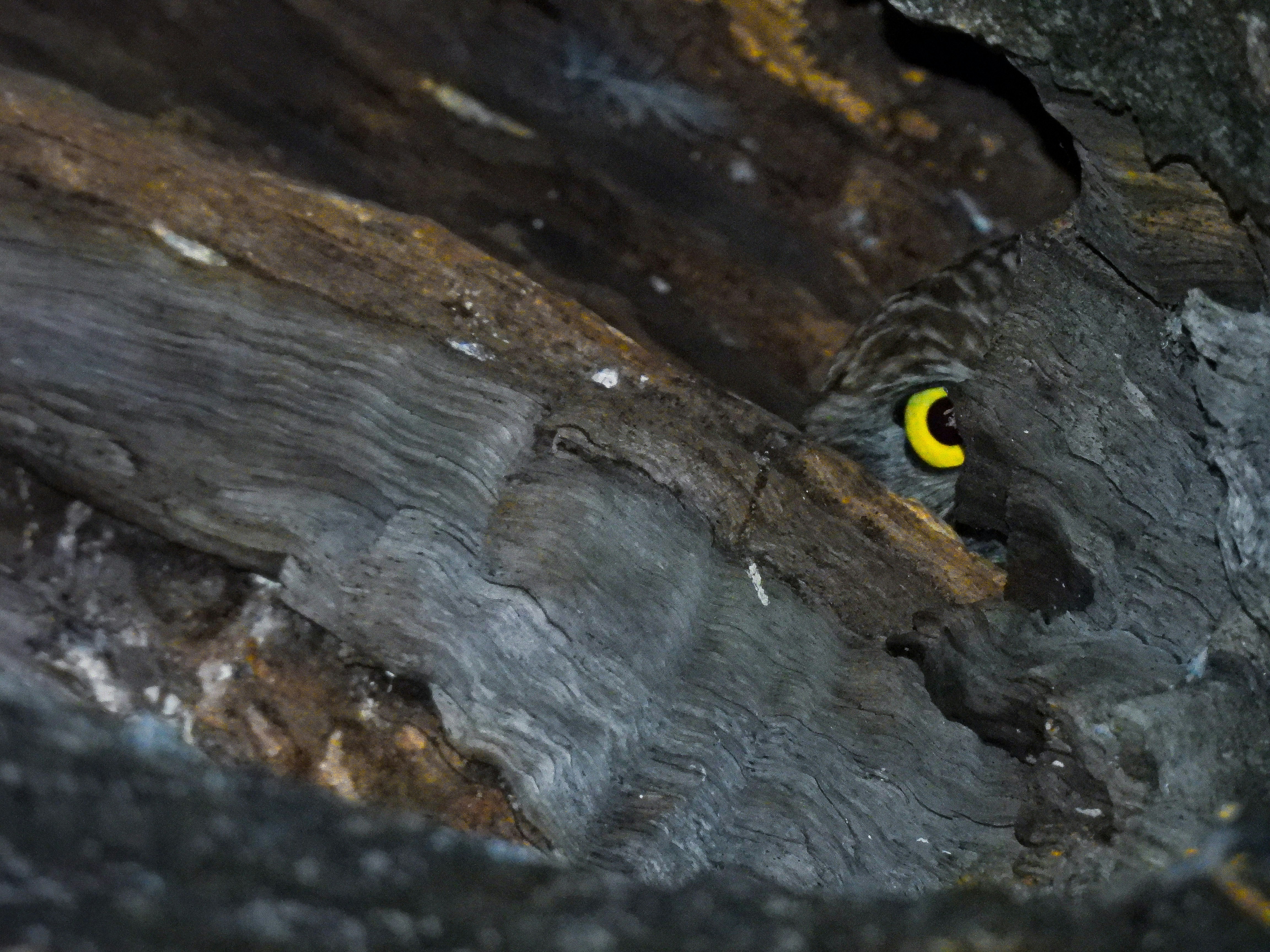 Hidden Eye in the Velvet Dark
