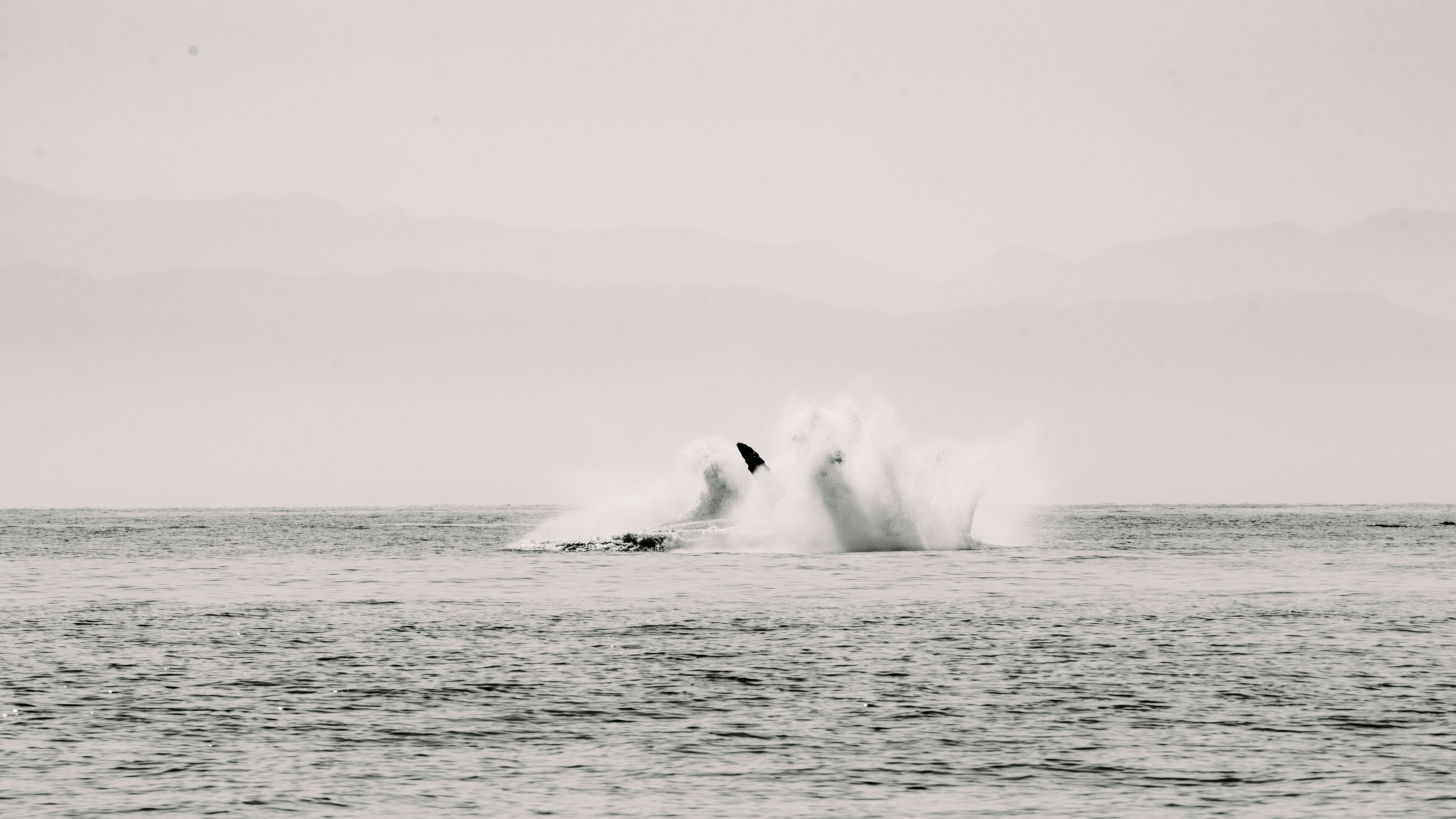 Rising Crest: Surfer Silhouette Surrounded by Ocean Spray