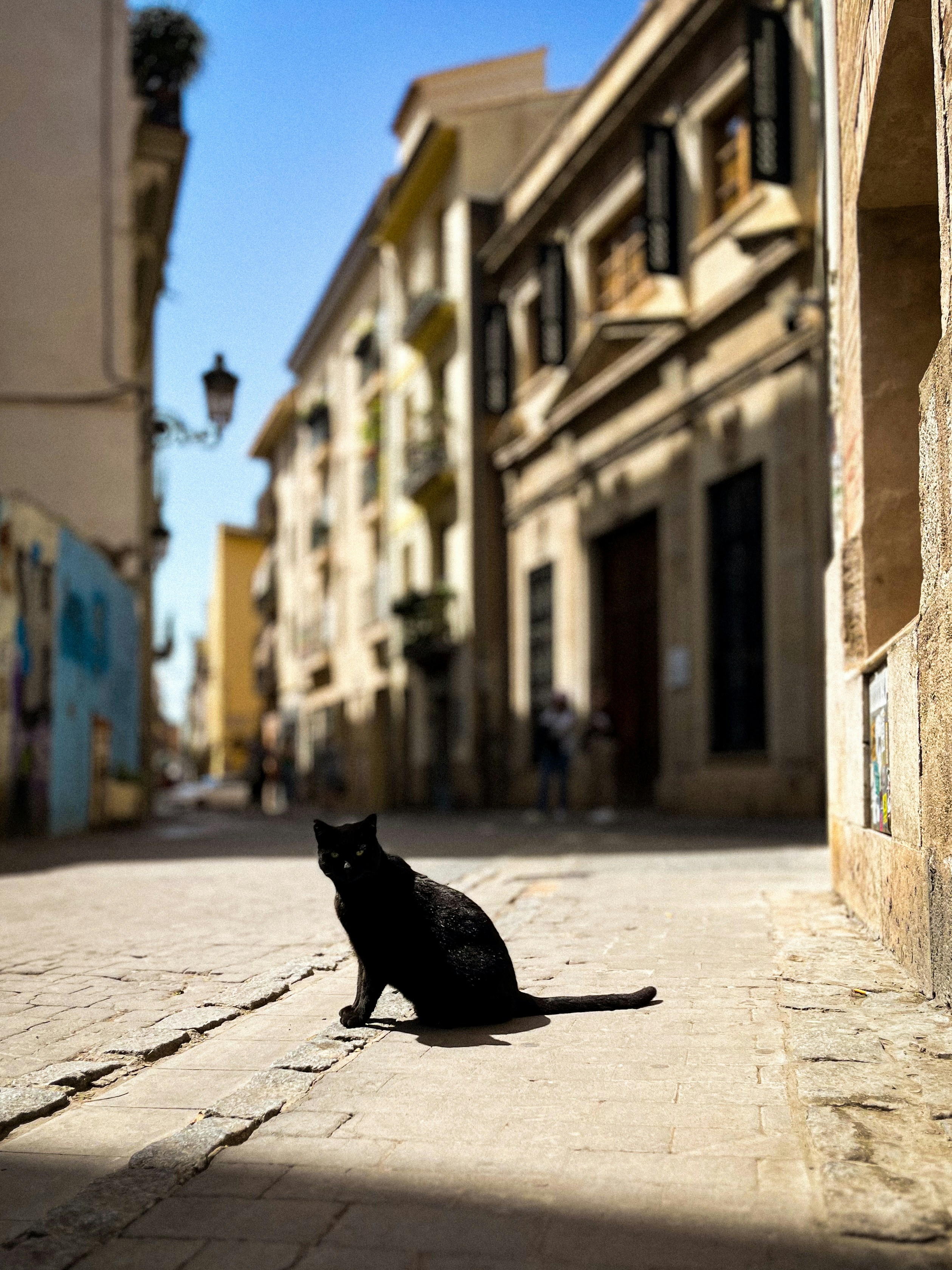 Midday Muzzle: A Black Cat on a Sunlit Calle