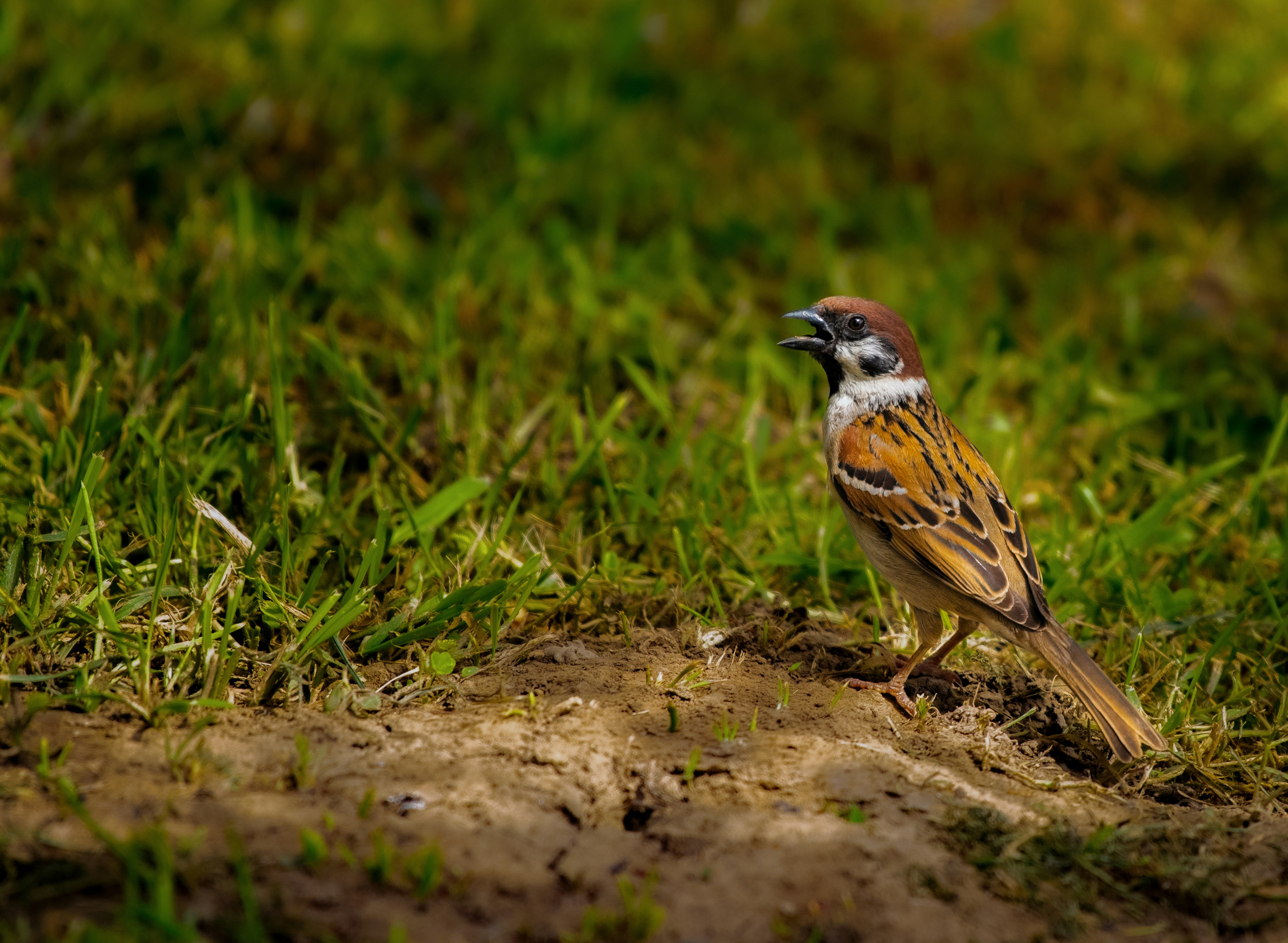 Grounded Cardinal: A Small Songbird Commands a Muddy Edge