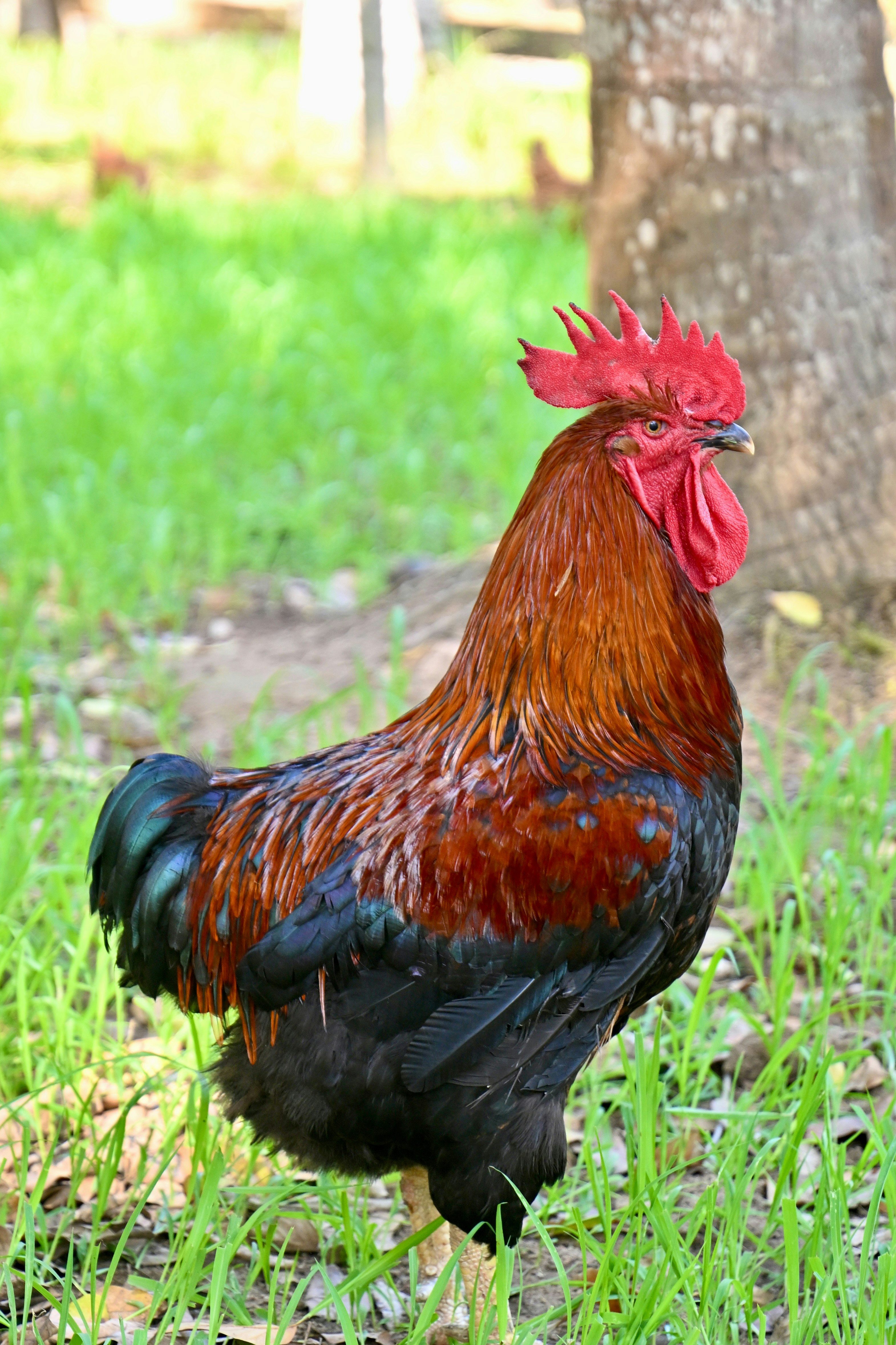 Regal Rooster in Sharp Focus Under Green Canopy
