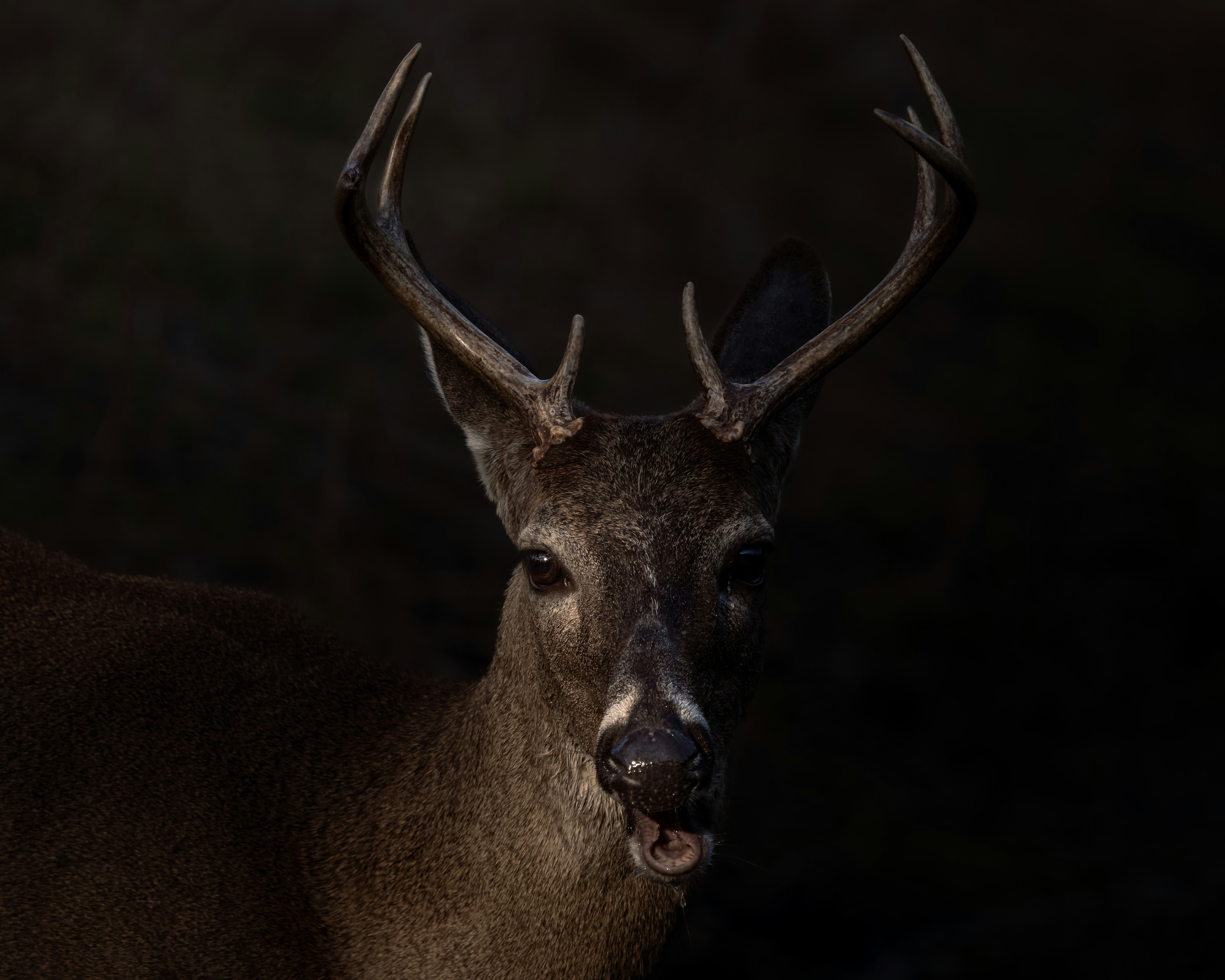 Stag in the Quiet Light