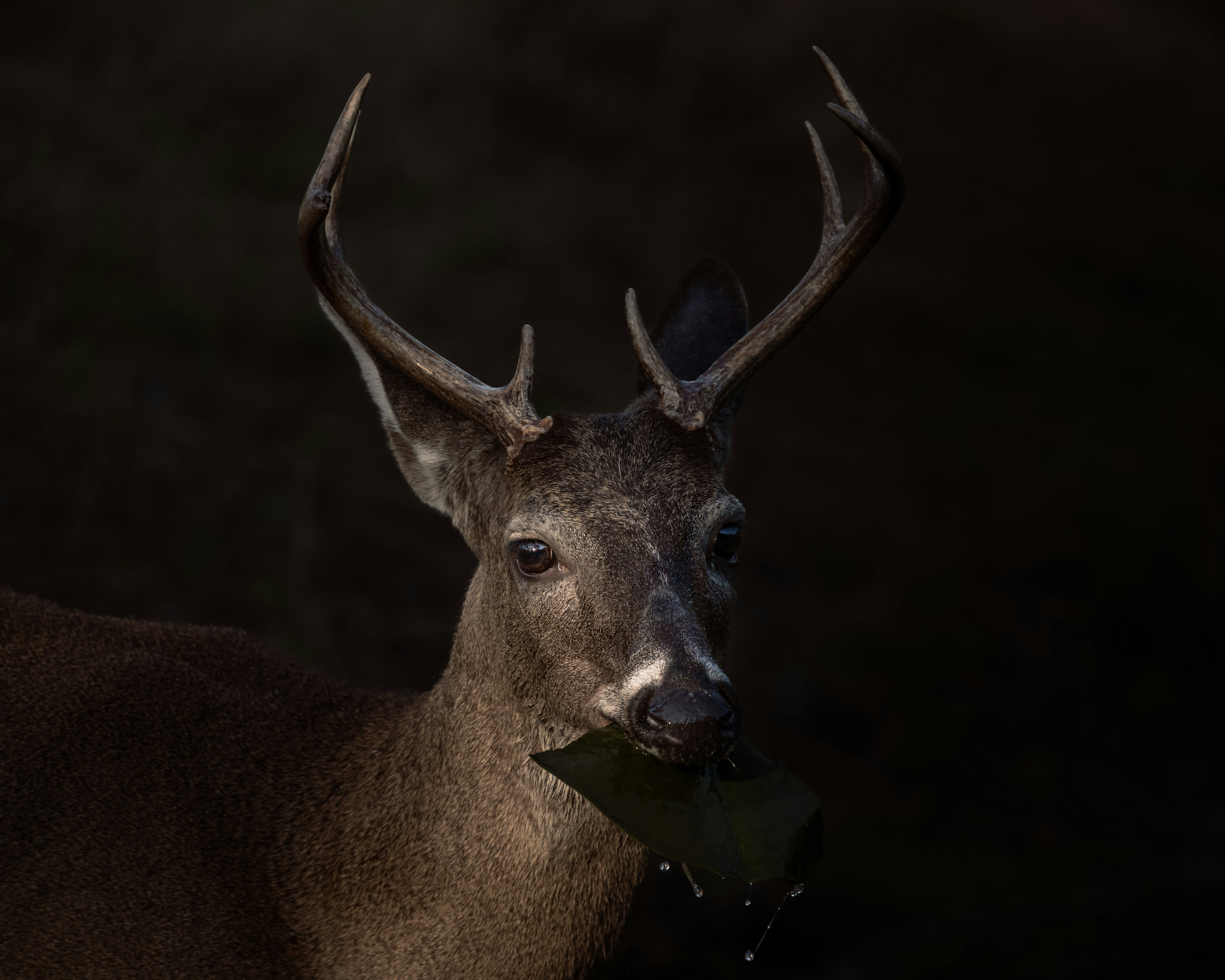 Midnight Moor: A Buck in Remnant Light