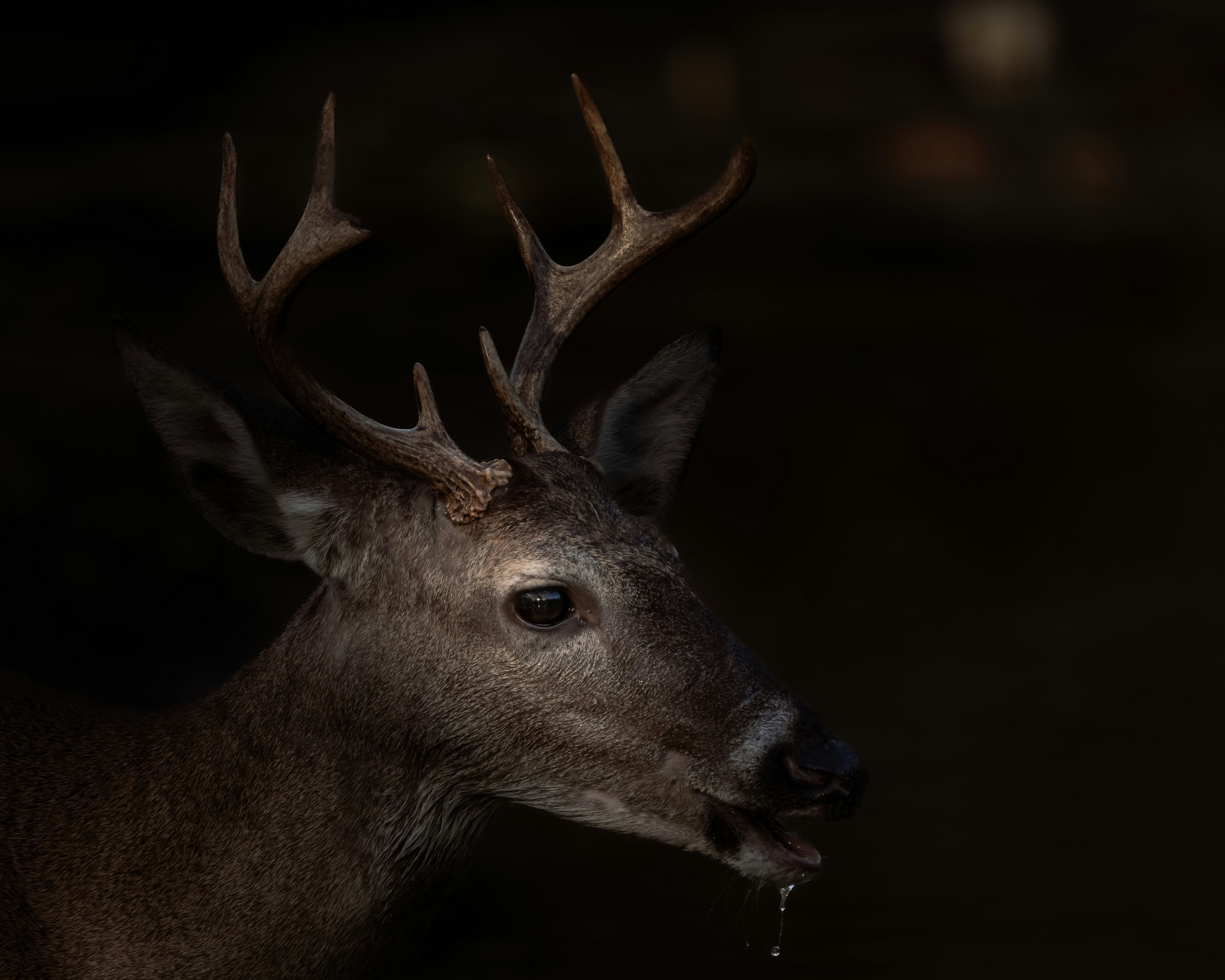 Nocturnal Buck: Silent Gaze Amidst the Dark